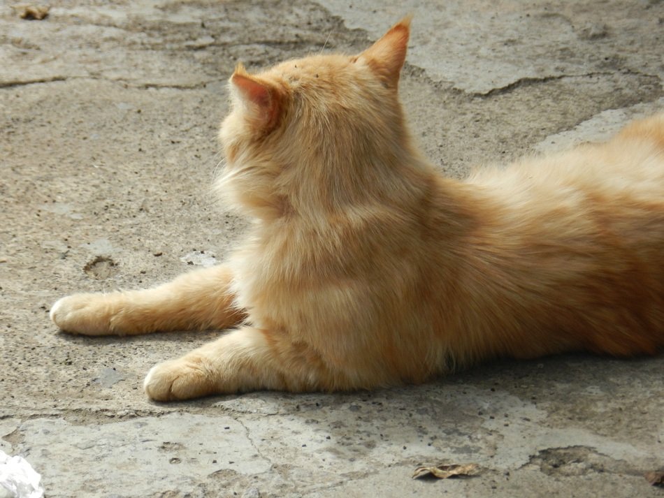 Ginger the cat is away free image download