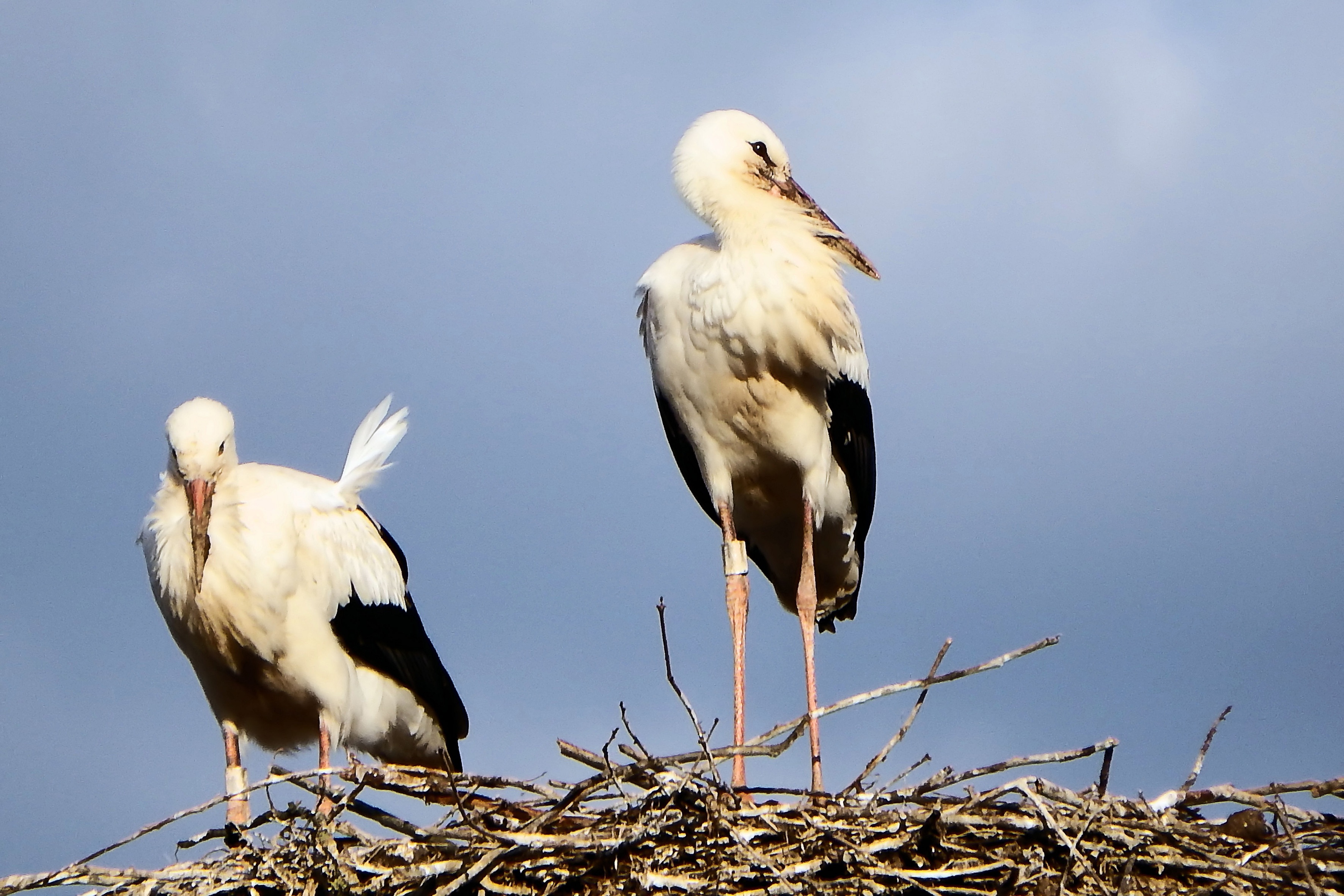 Storks on the nest free image download