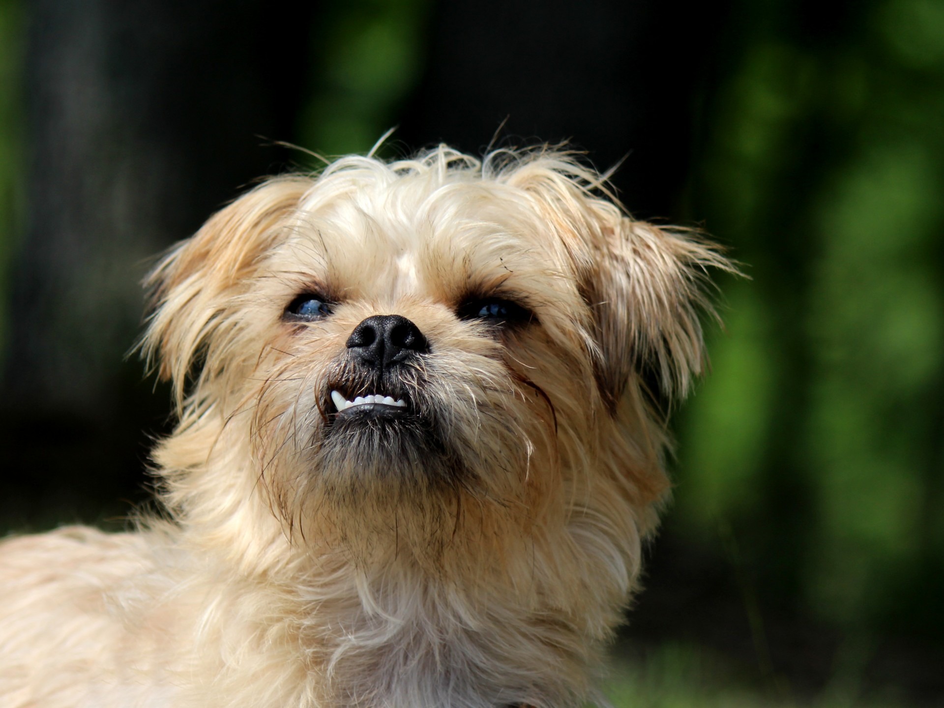 Brussels Griffon Small Dog free image download