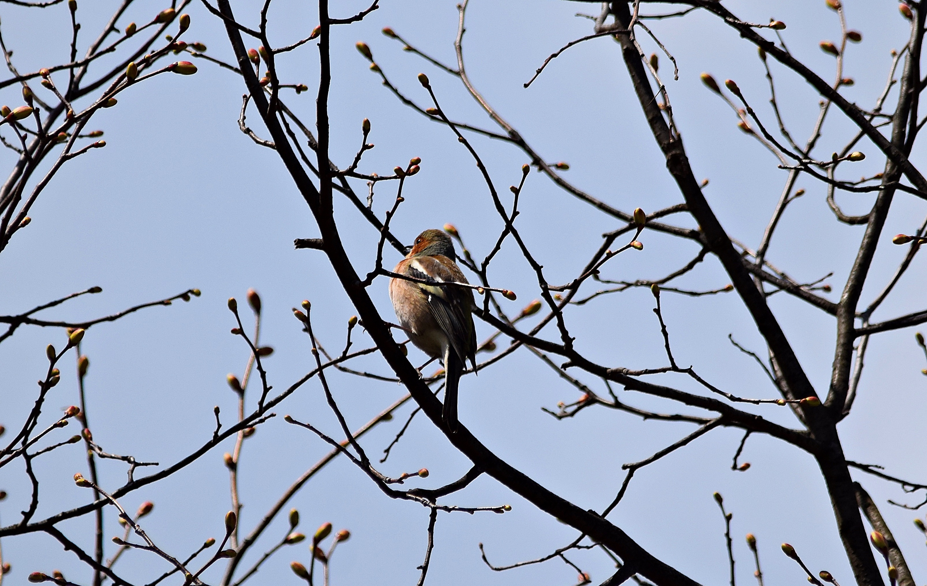 Sparrow on the tree in spring free image download