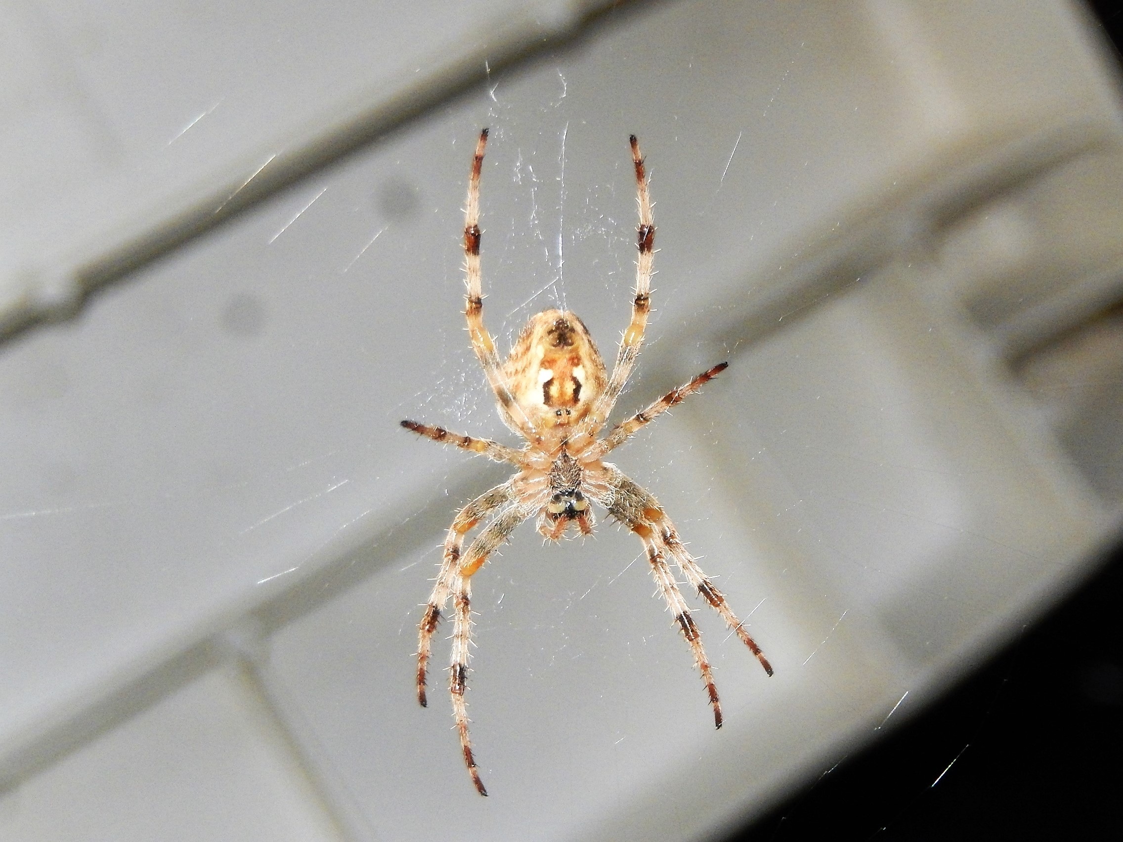 Spider on the web indoor free image download