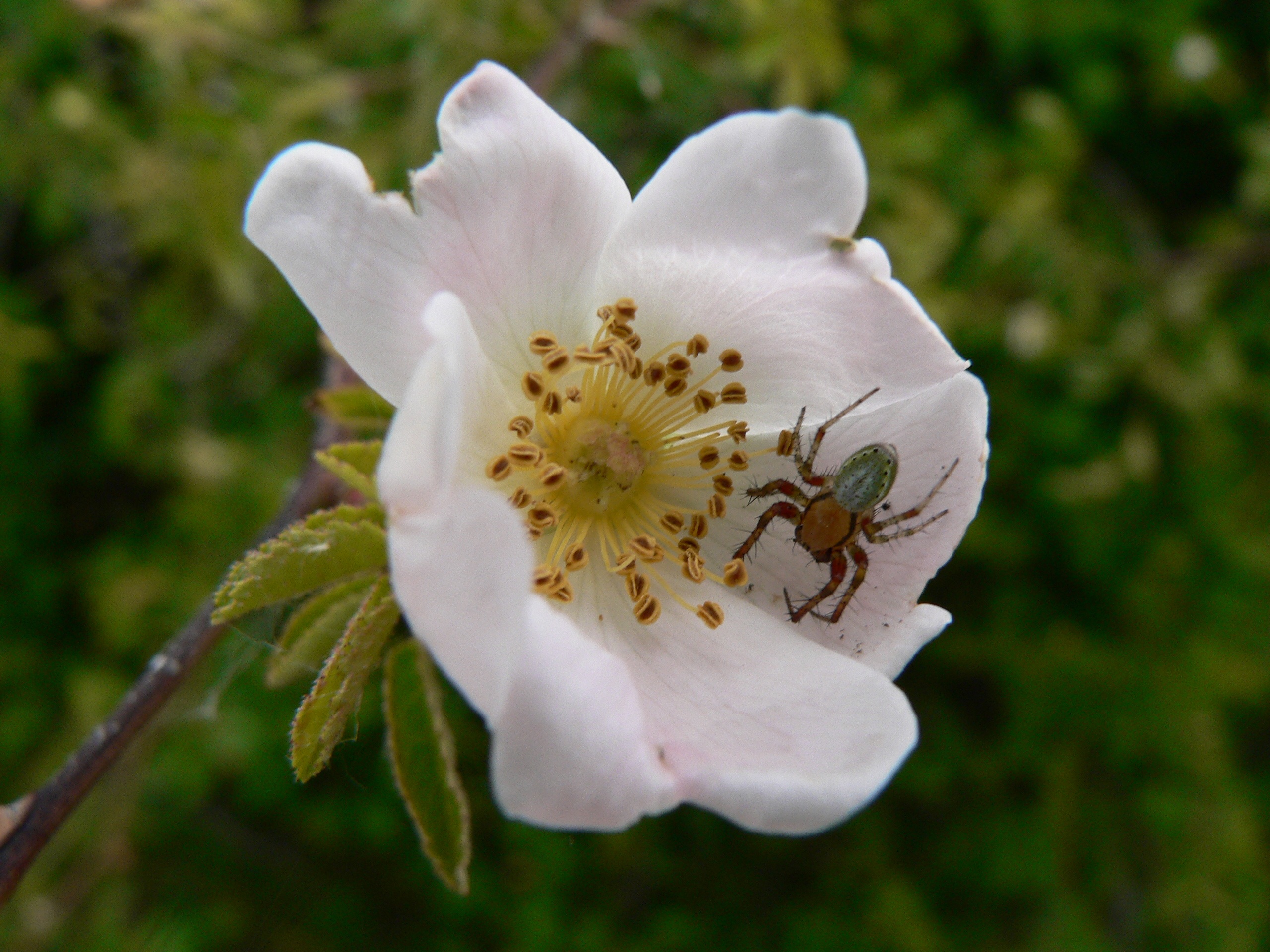 Bright spider on a white flower free image download