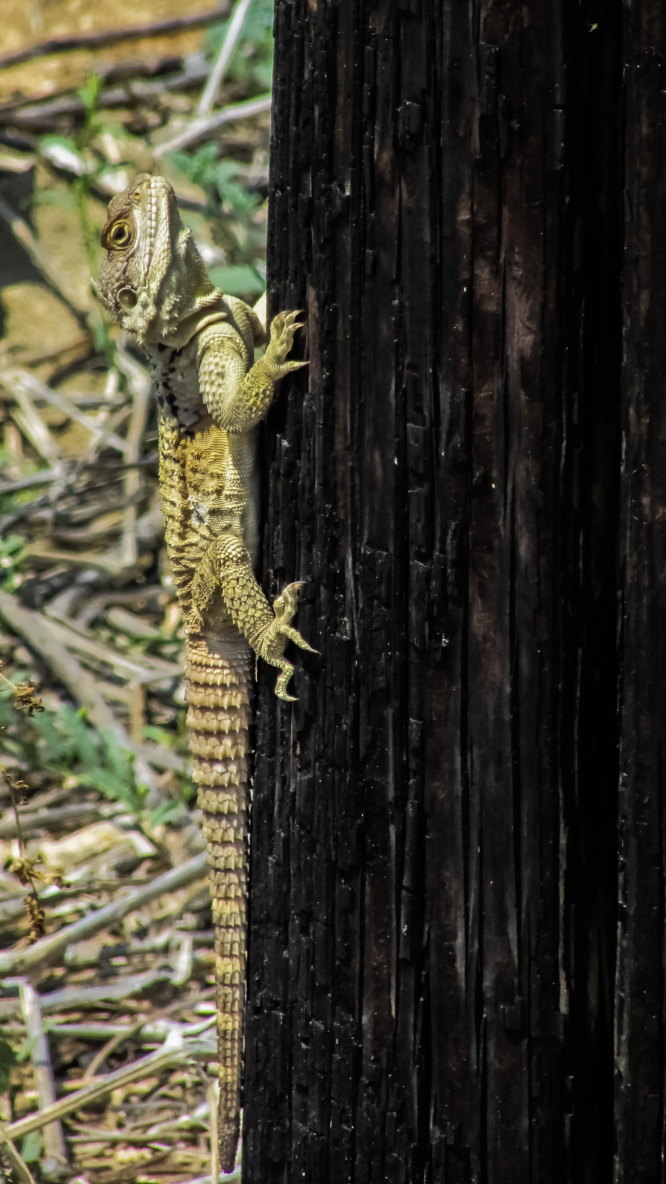 Lizard on a tree trunk in cyprus free image download