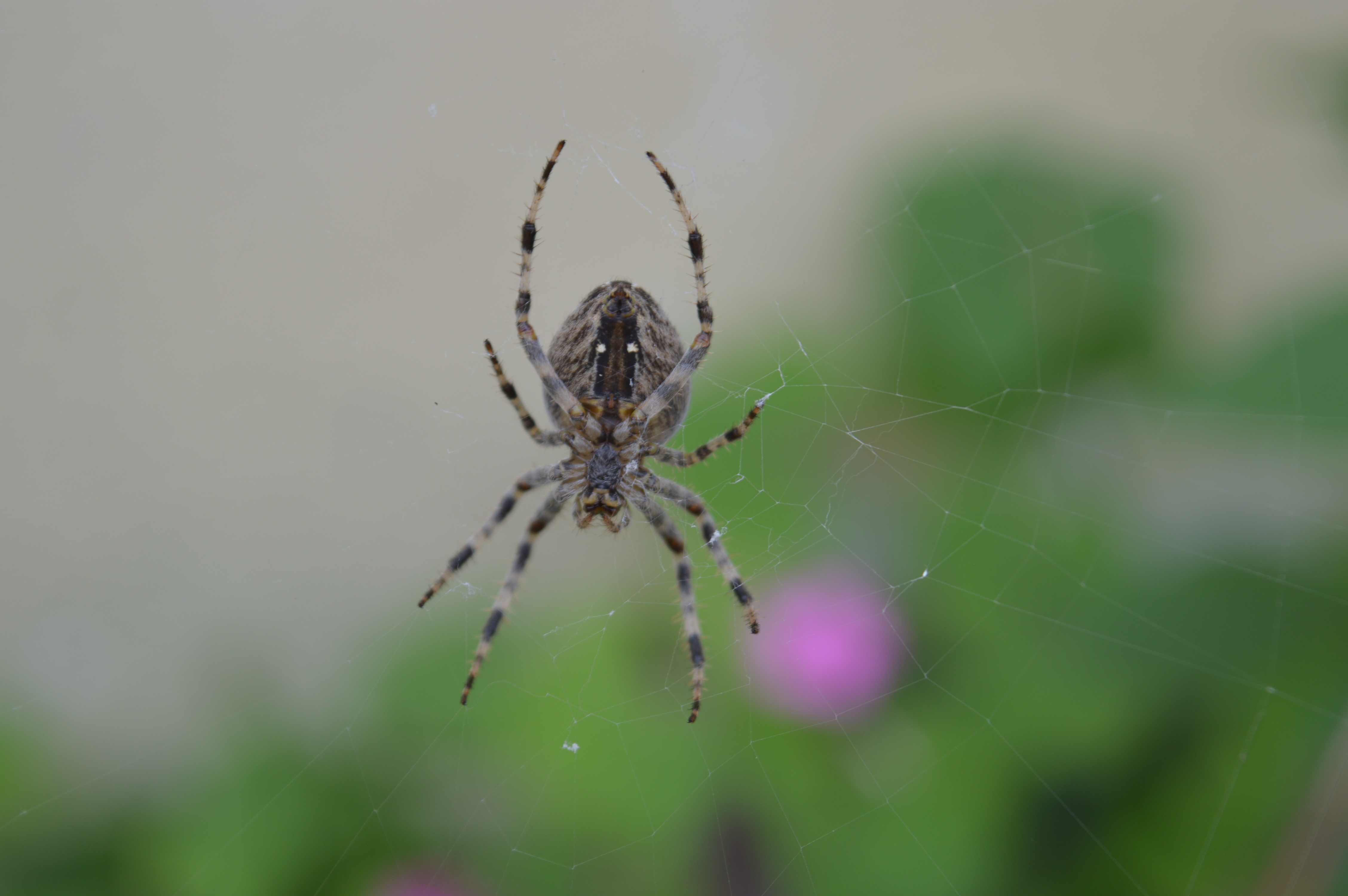 Charmingly cute Spider Web free image download