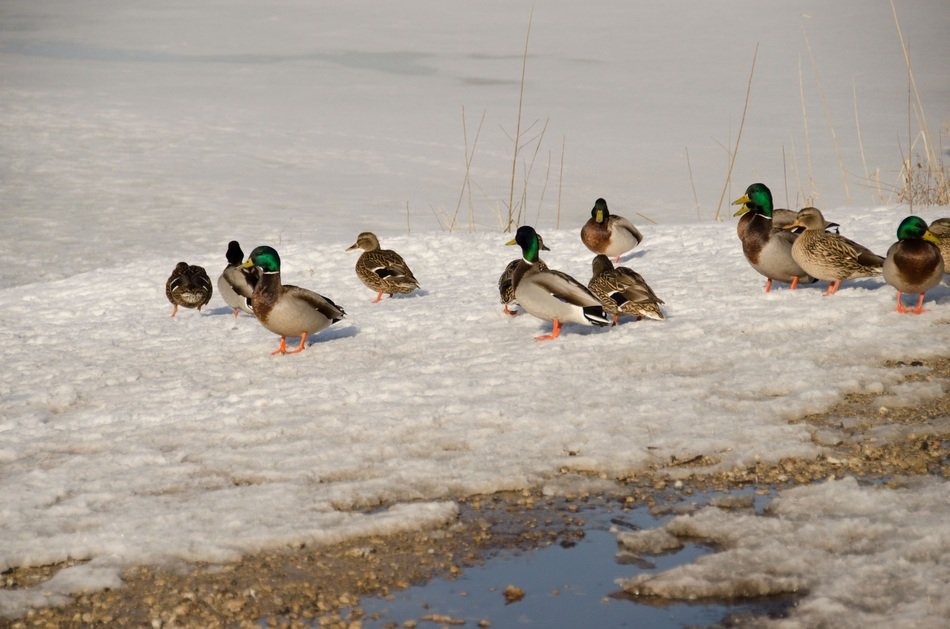 Ducks on ice free image download