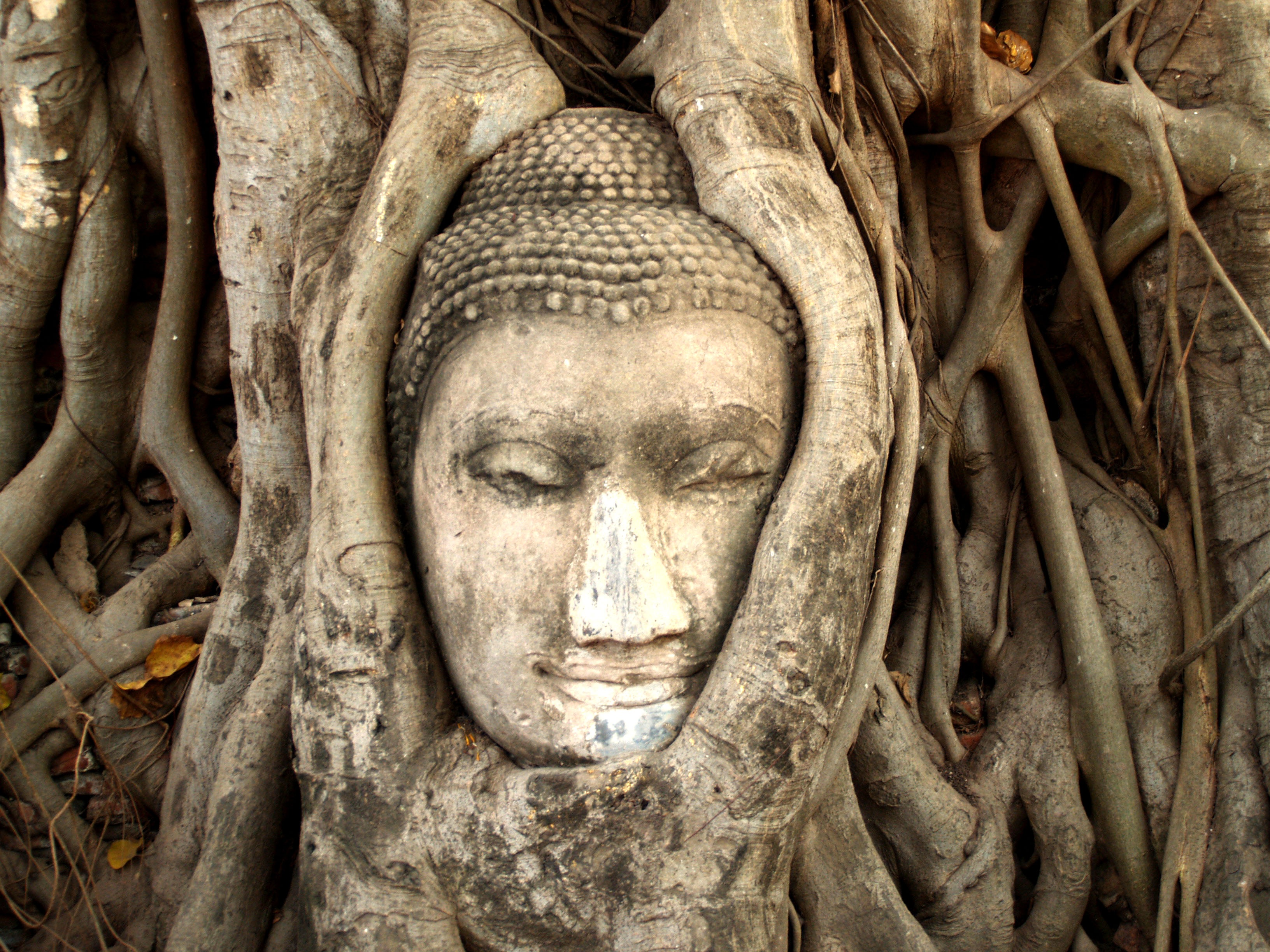Face on tree root as a symbol of Buddhism free image download