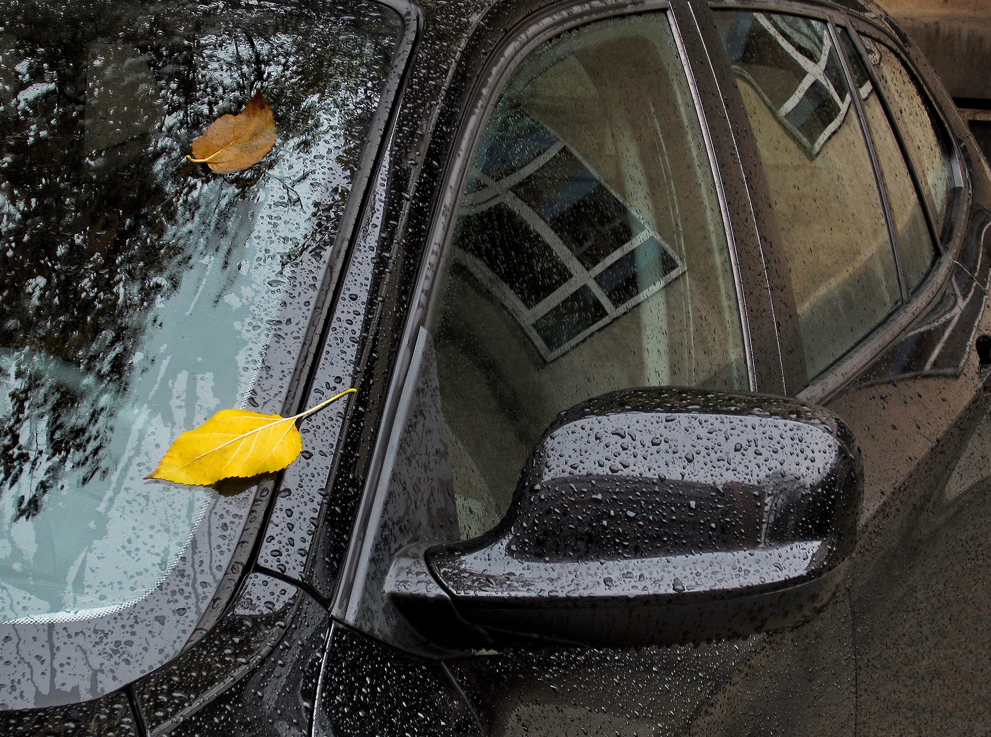 Leaf on car free image download