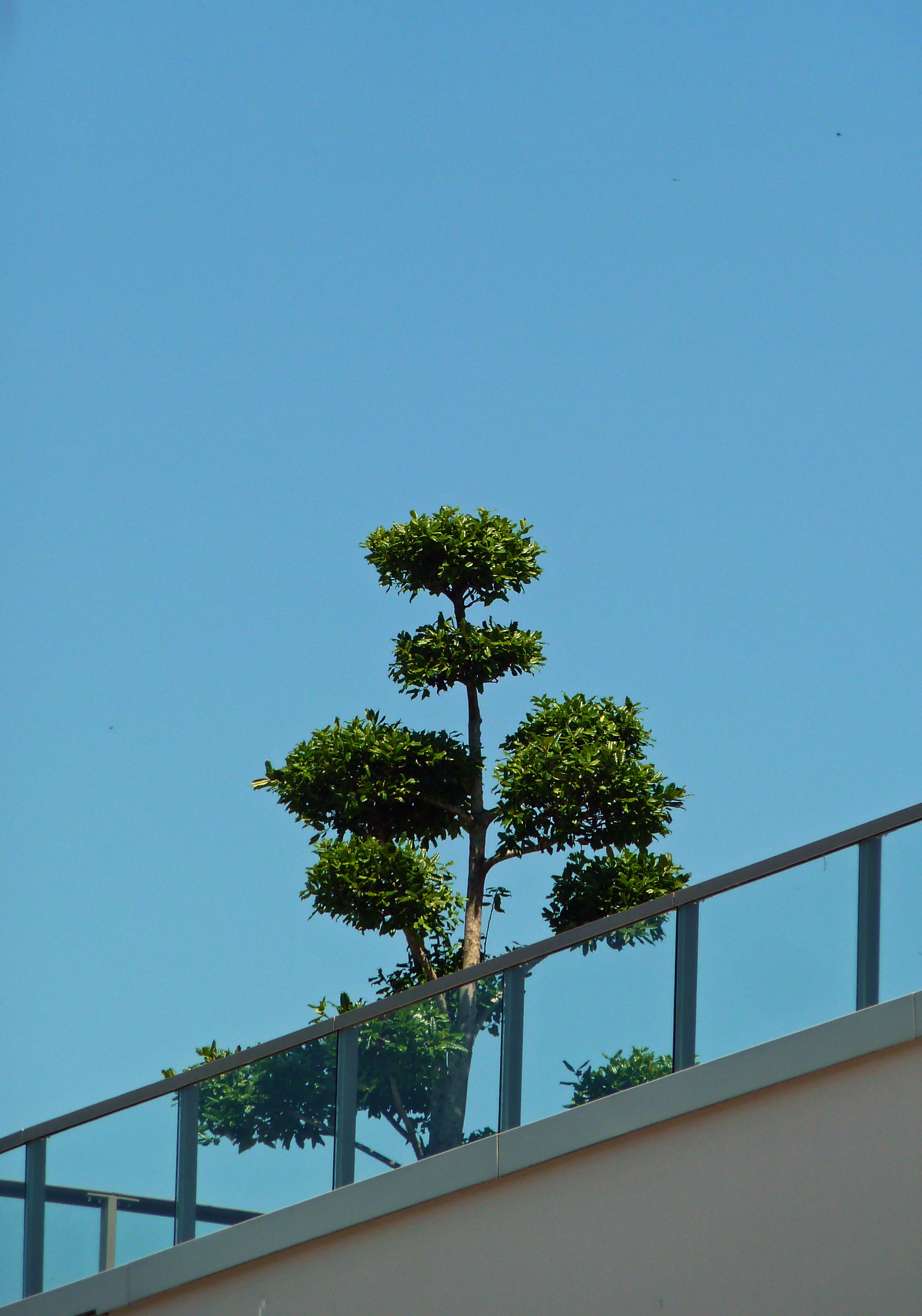 Green tree on the roof terrace free image download