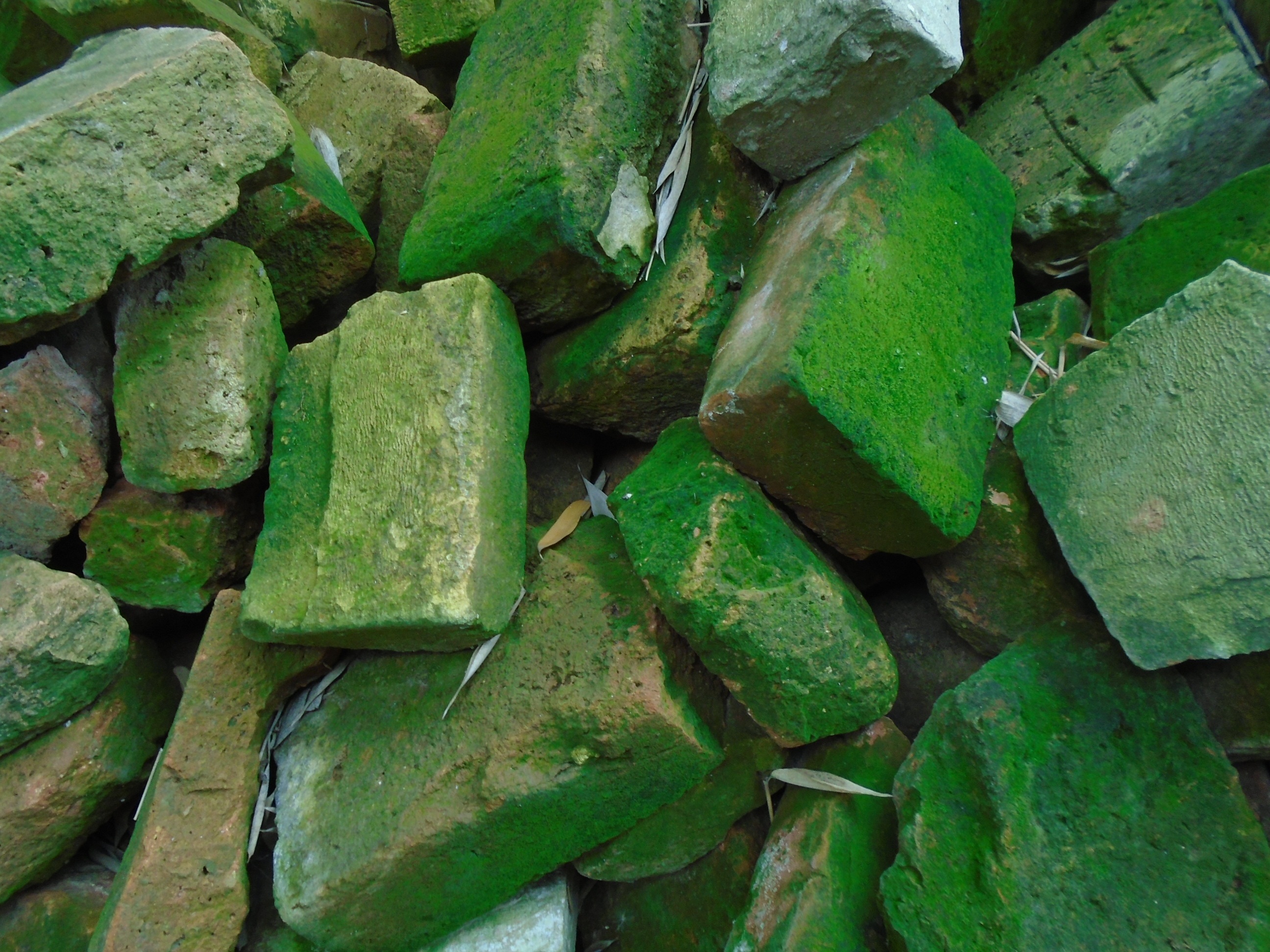 Green moss on the bricks free image download