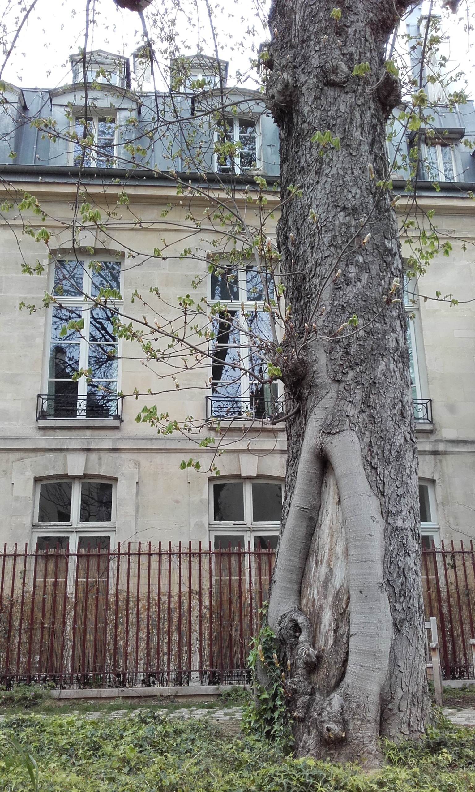Tree in the garden in france free image download