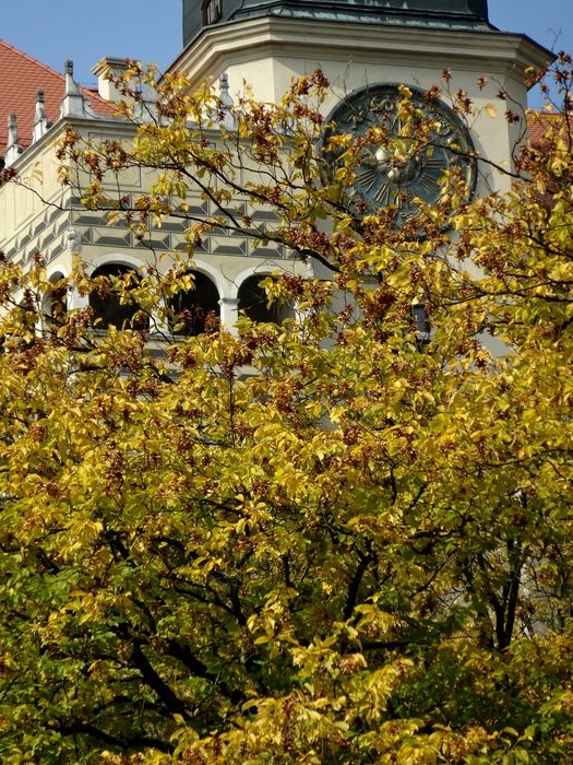 Castle behind a tree with yellow leaves free image download