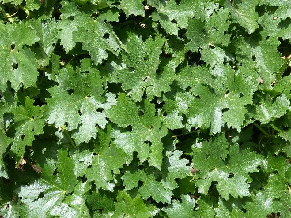 Leaves Vine Parra Background free image download