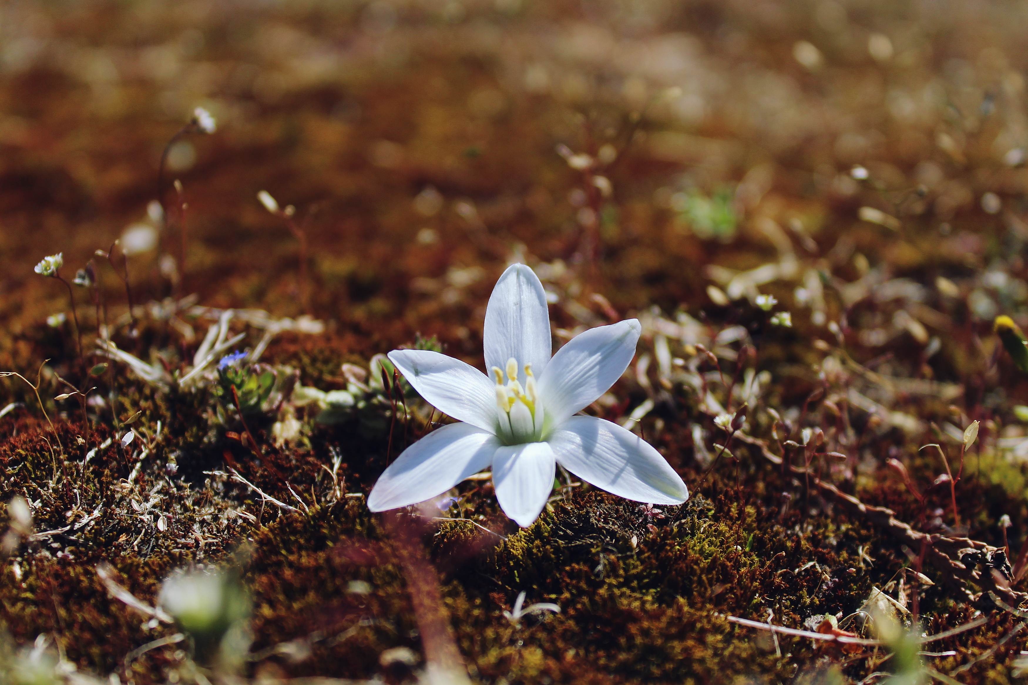 Light blue flower on the ground free image download