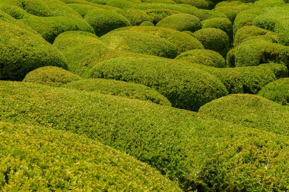 Boxwood Garden Pattern France free image download