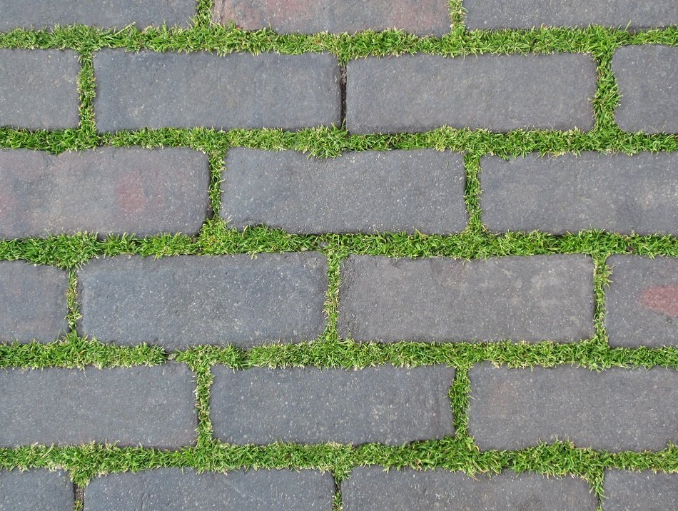 Pavement Plant Bricks Nature free image download