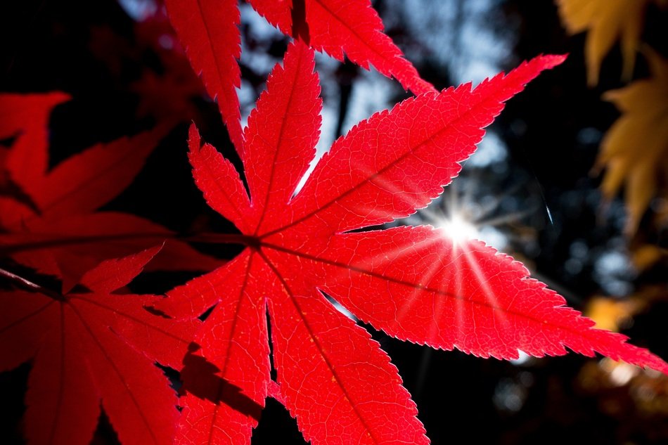 Red leaves on a background of trees free image download