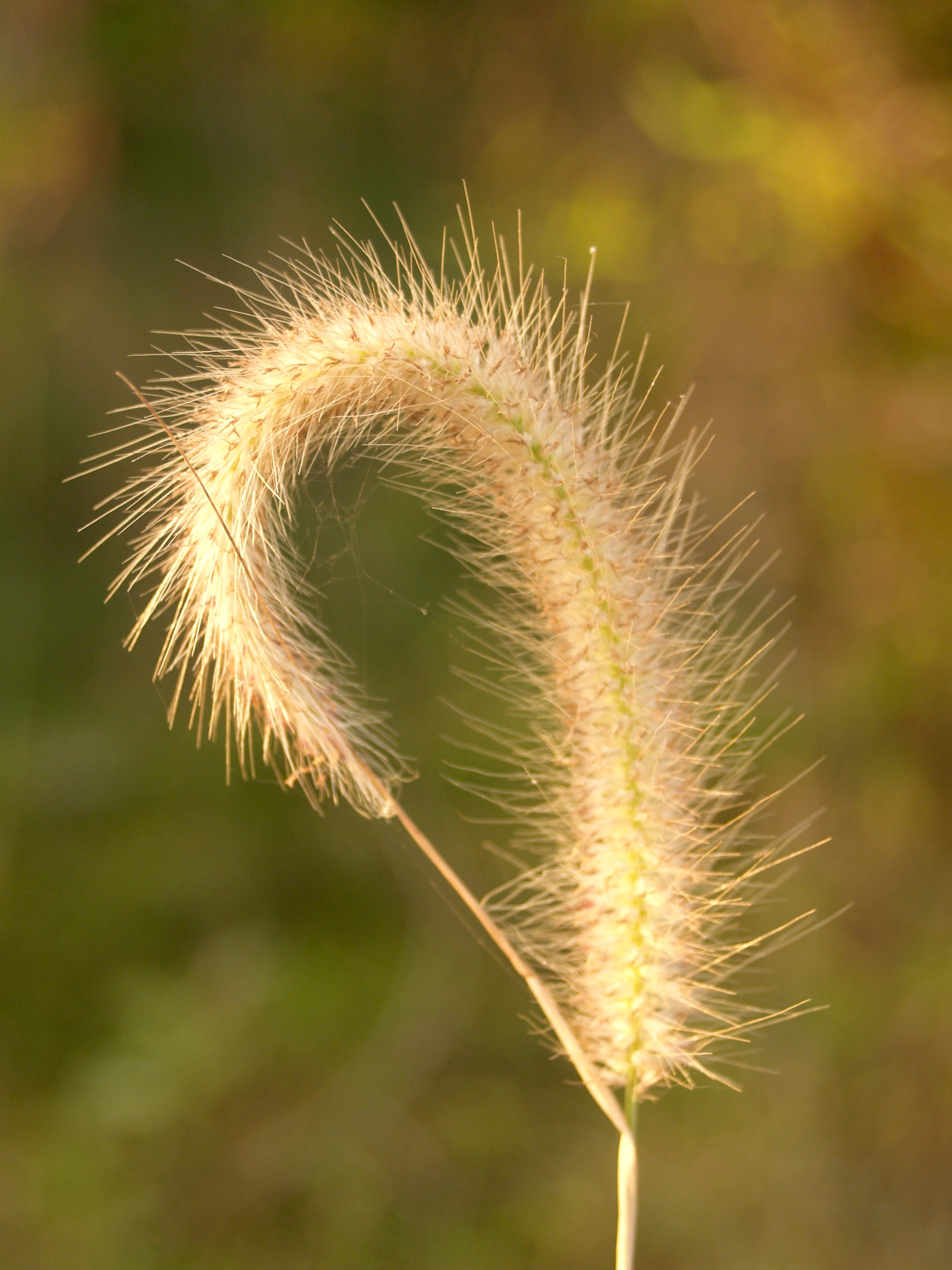 Fluffy grass flower close up free image download