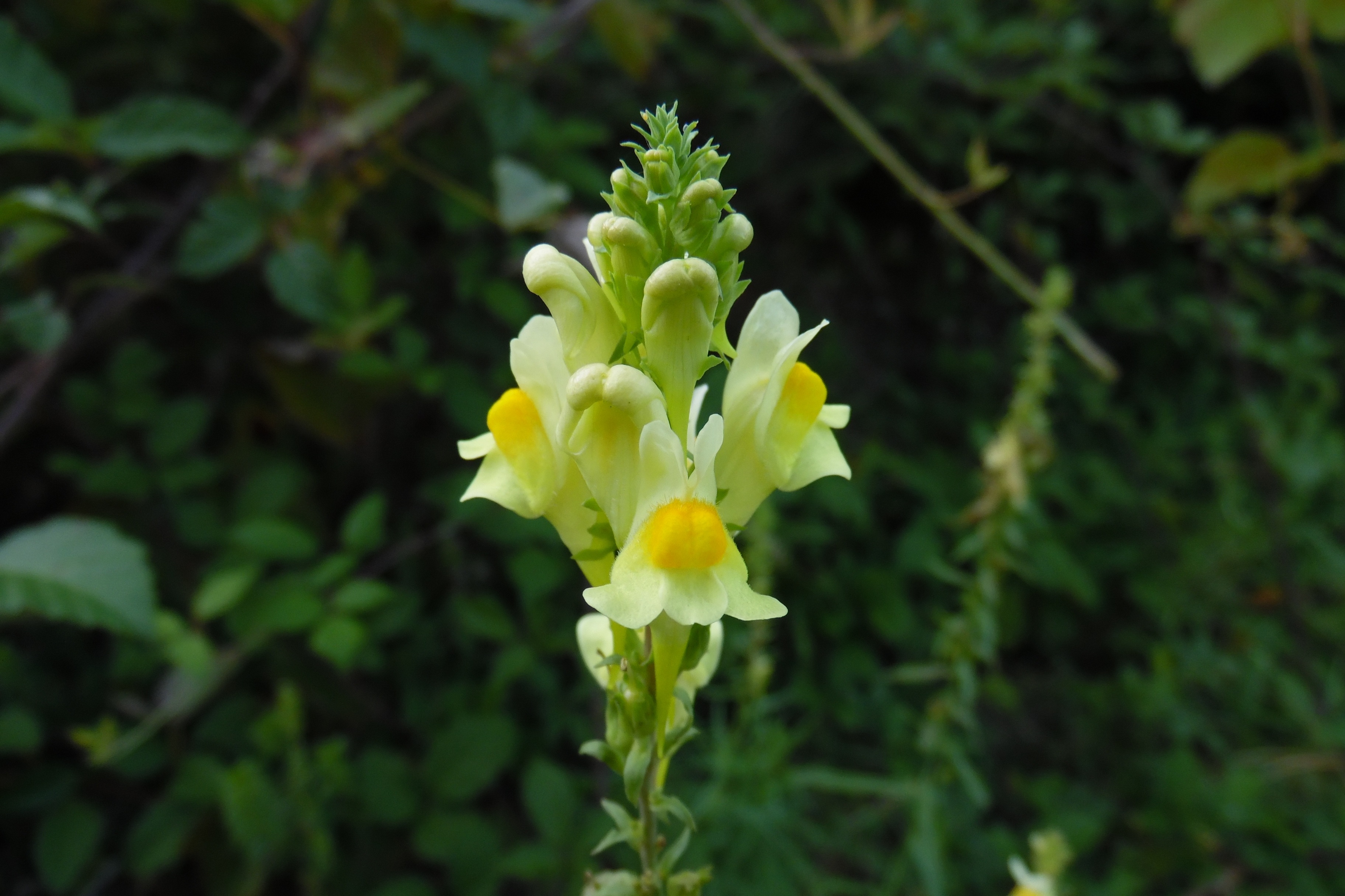 Linaria Vulgaris Flower Nature free image download