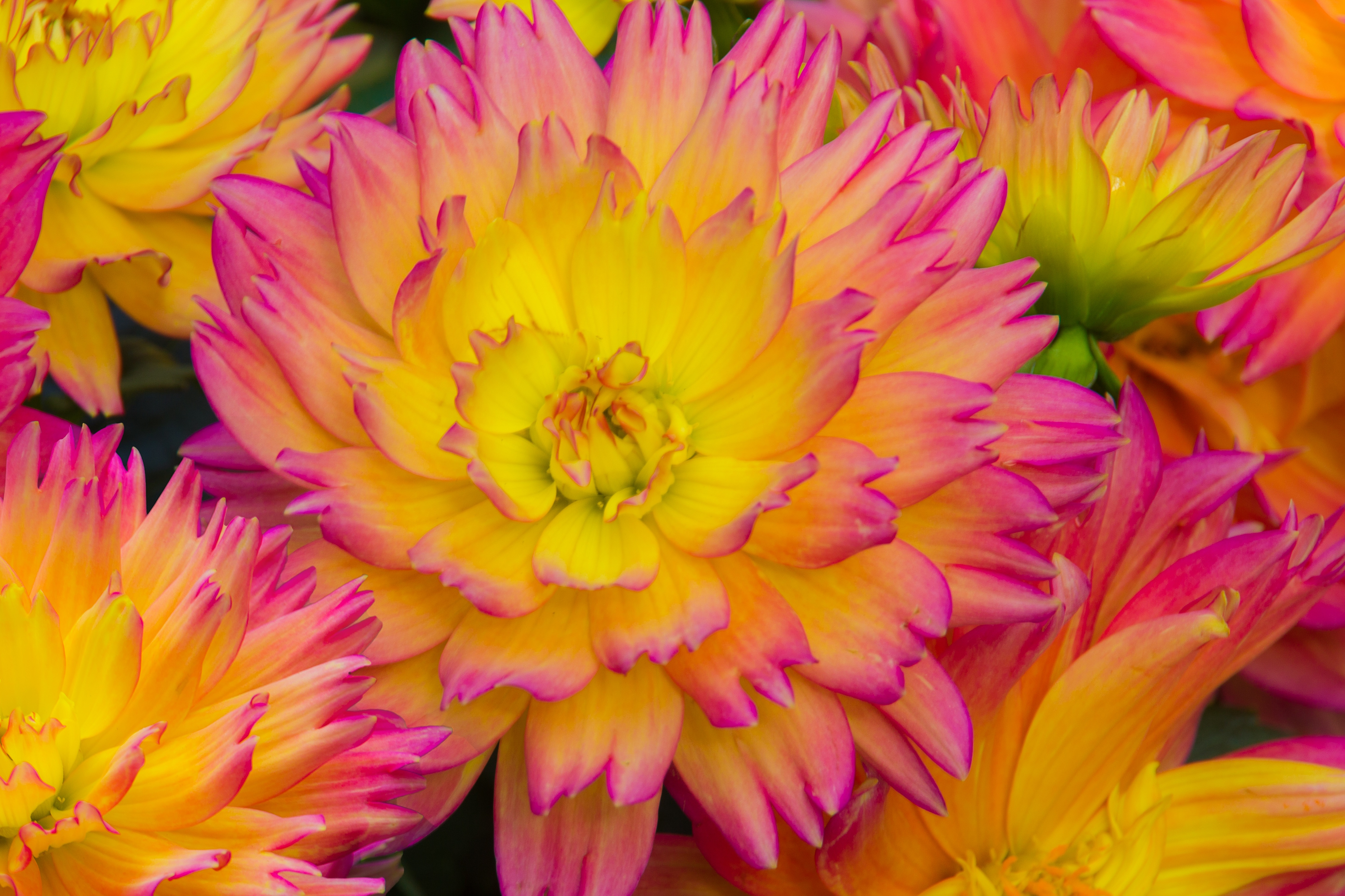 Flower Color Background Bloom free image download