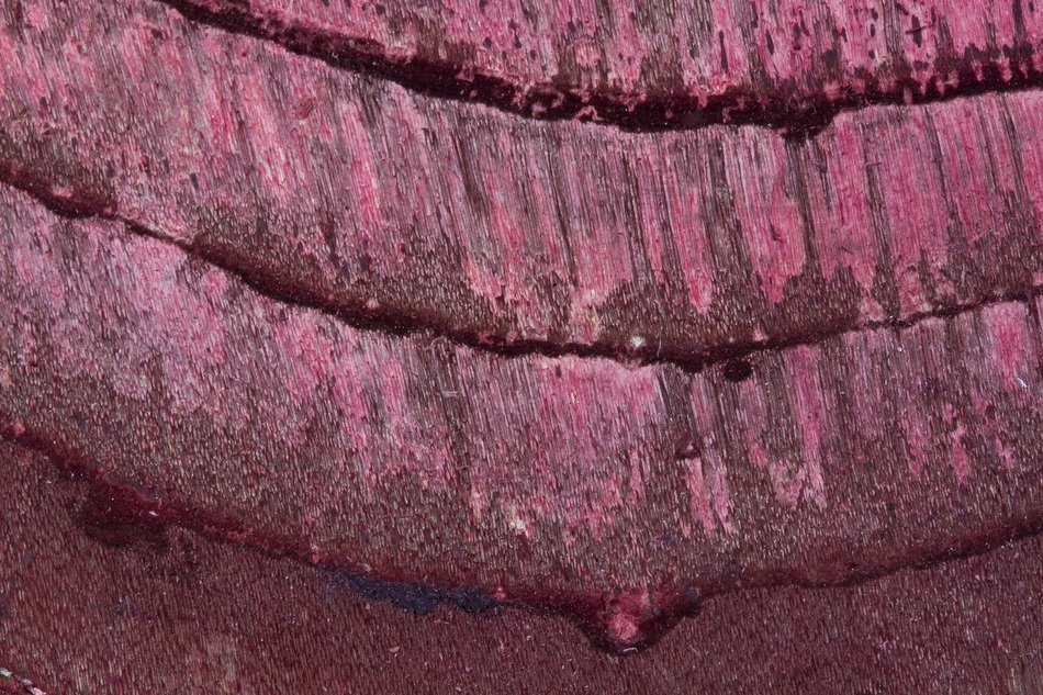 Dark red tree bark free image download