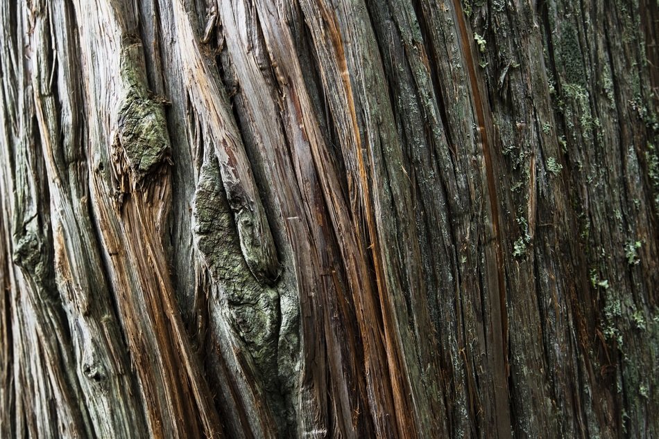 Cedar Tree Trunk Wood Texture free image download