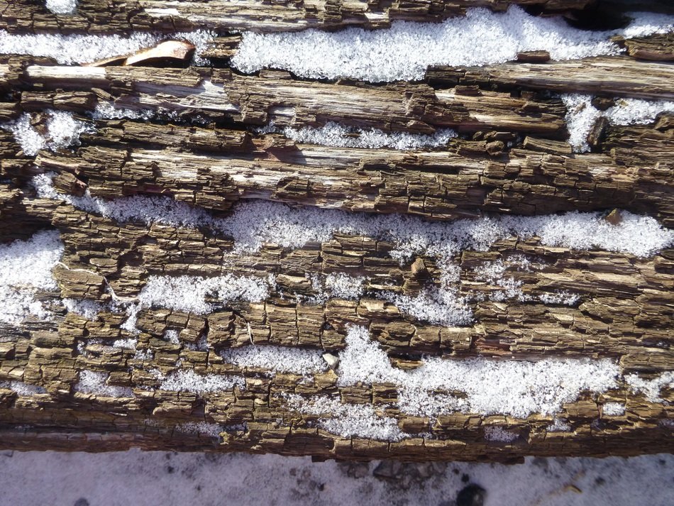 Wood Texture Oak Bark Snow Ice free image download