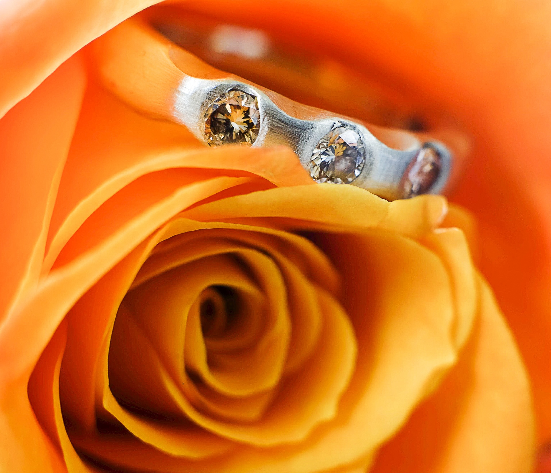 Ring with stones on an orange rose free image download