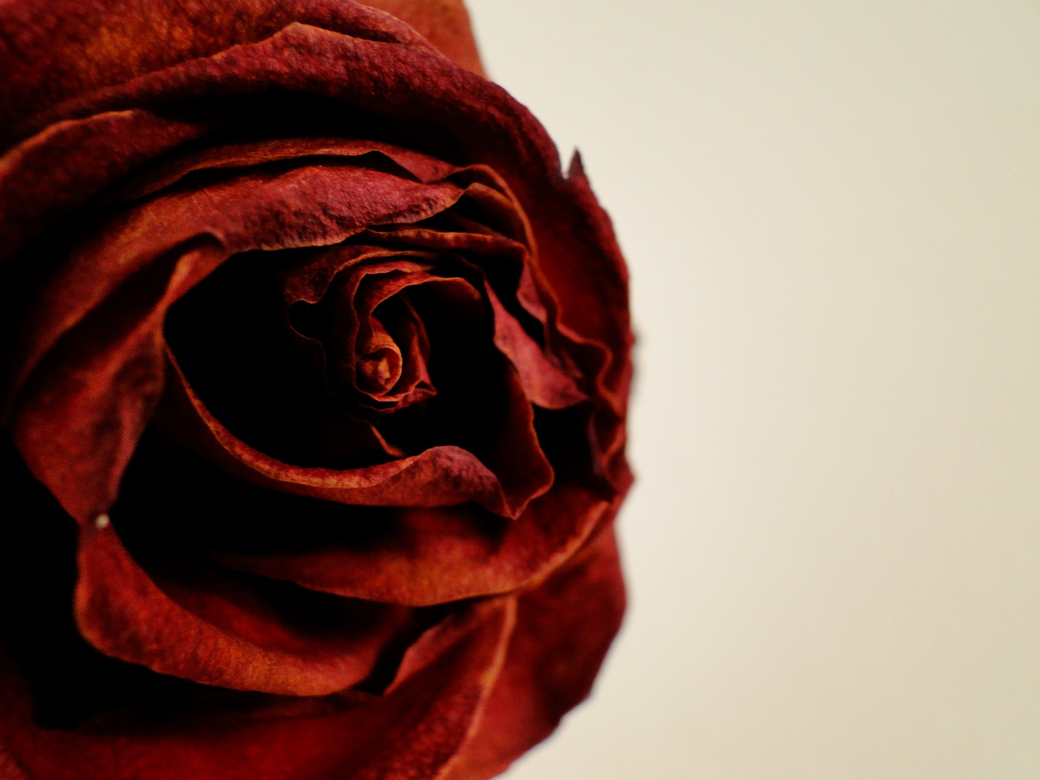 Dry Rose Red free image download