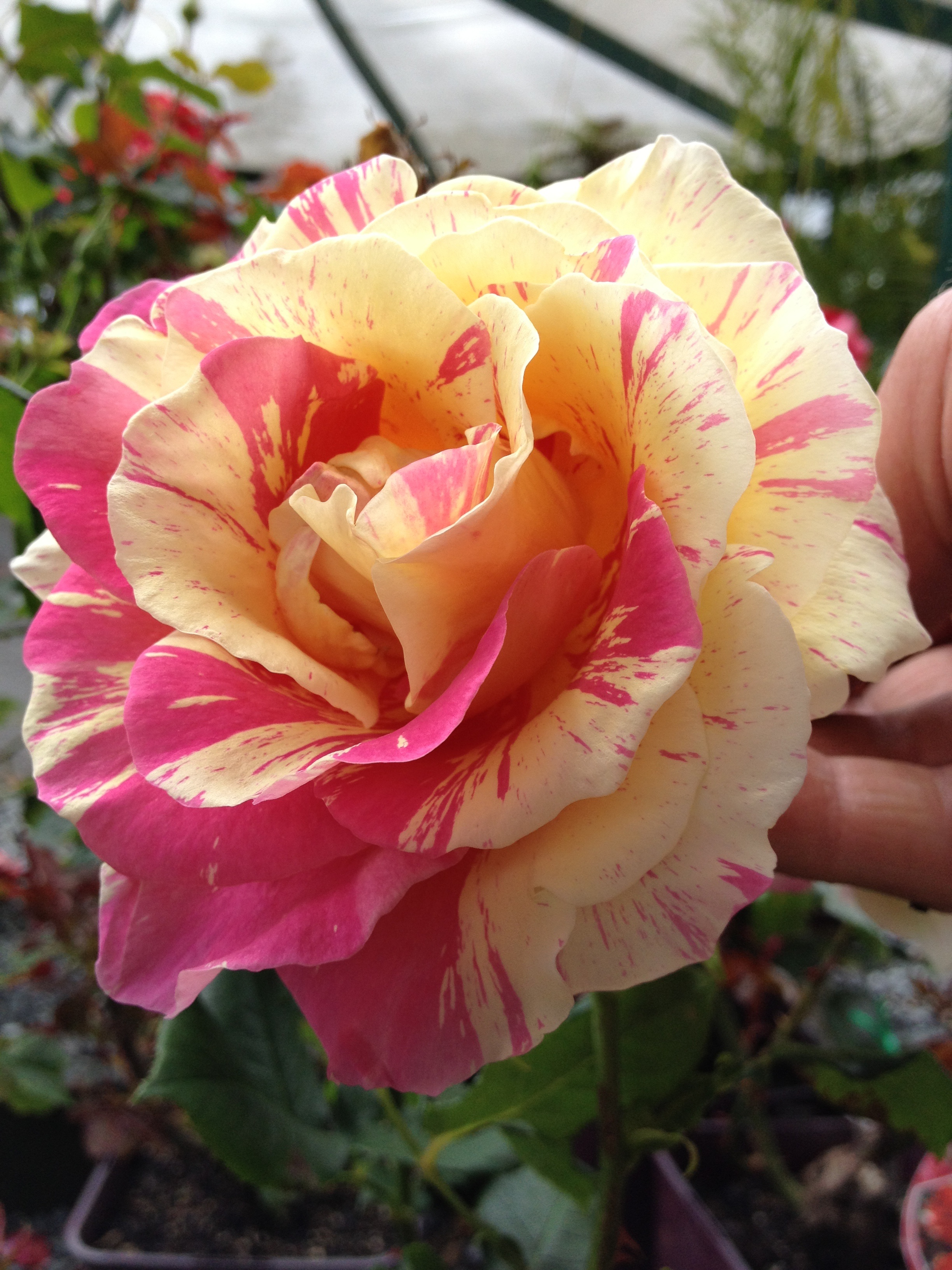 Yellow-pink rose in a hand close-up free image download
