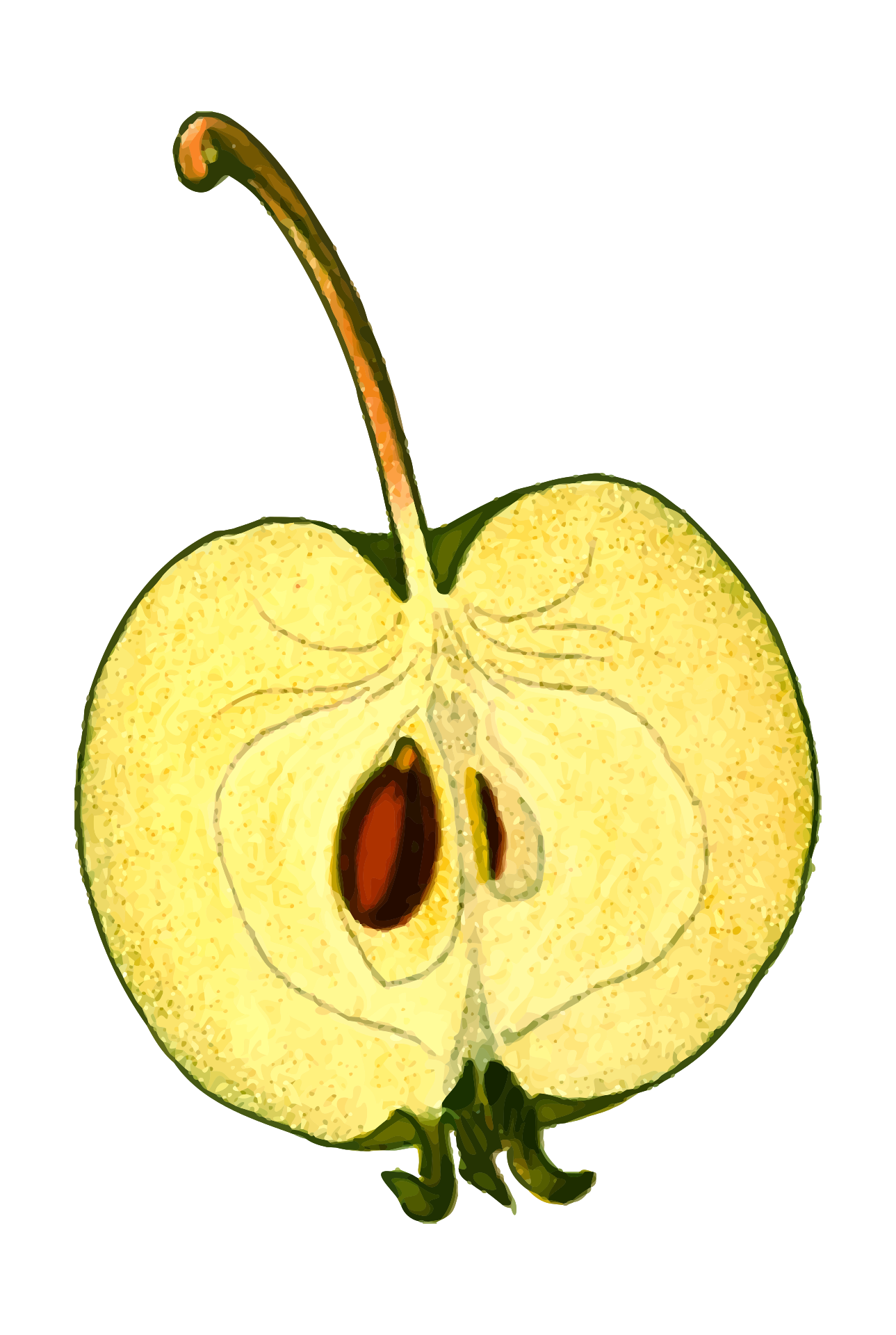 Apple Edible drawing free image download