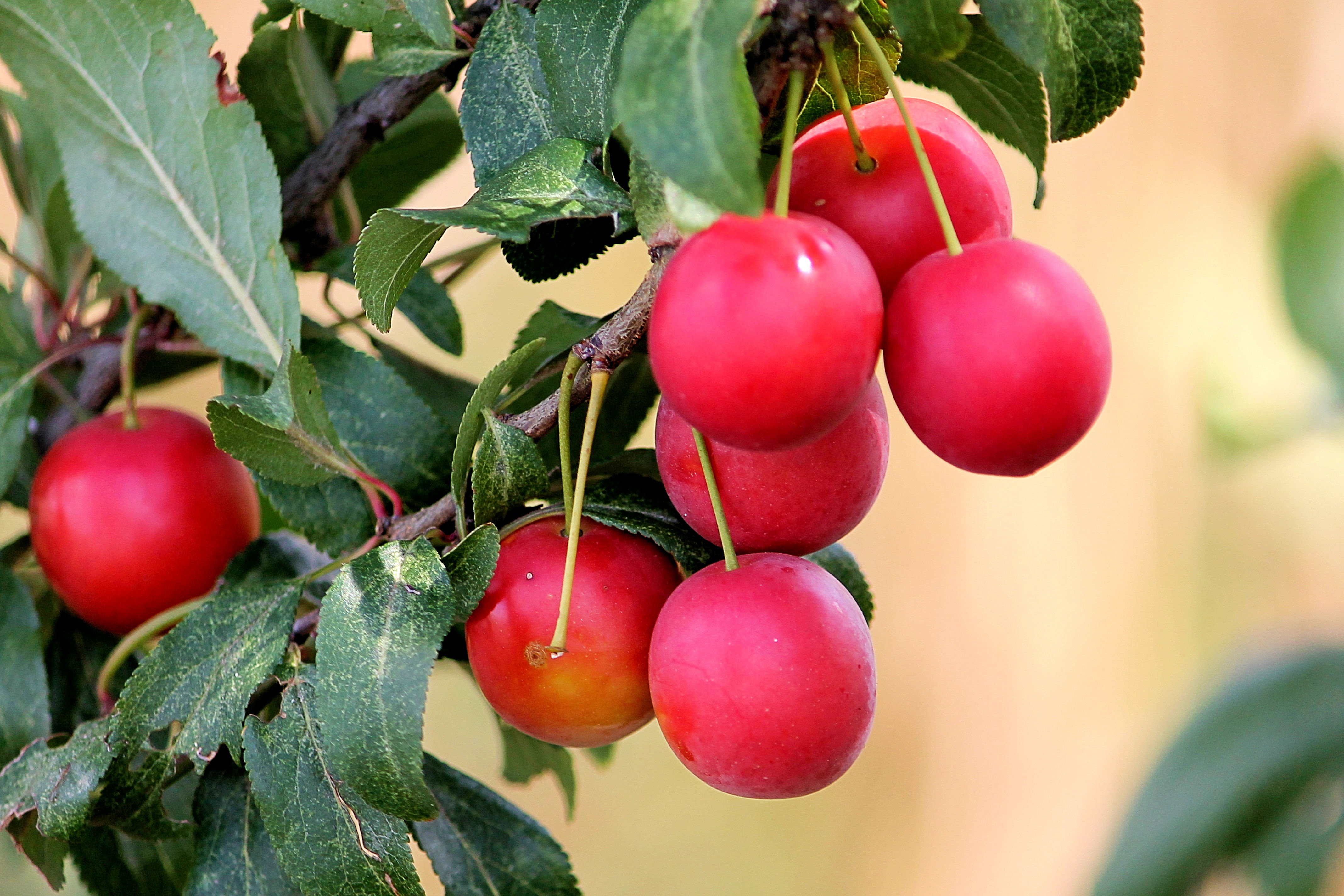 Picture of Cherry Plums free image download