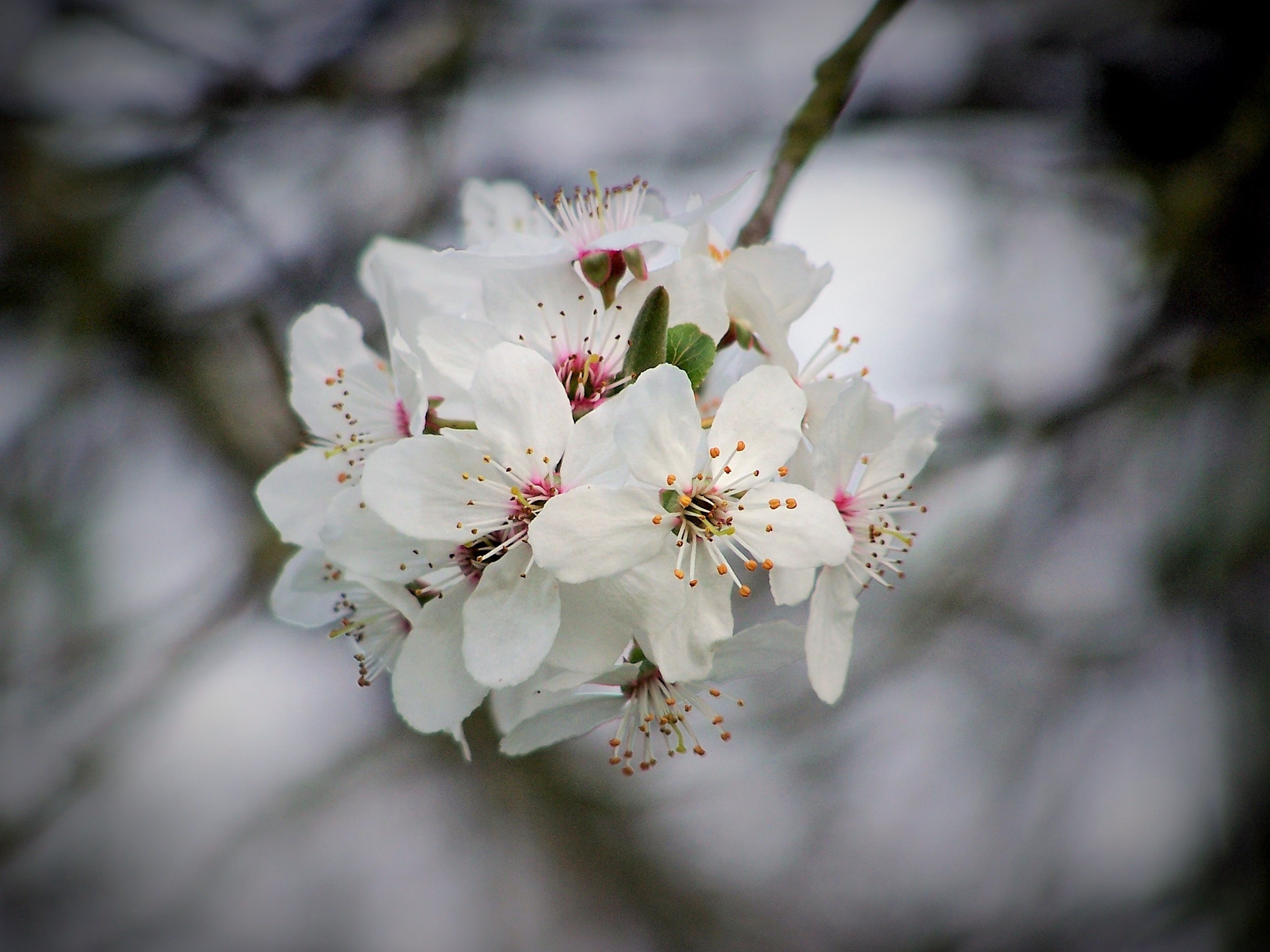 Lovely cherry flower free image download