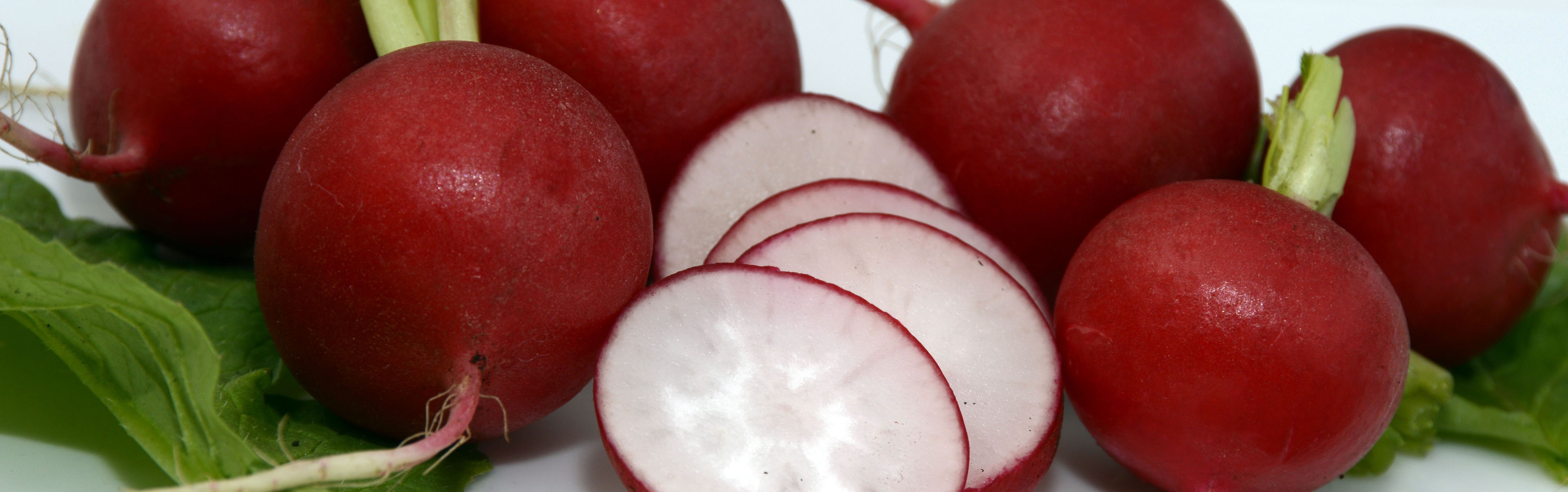 Banner with the image of ripe burgundy radish free image download