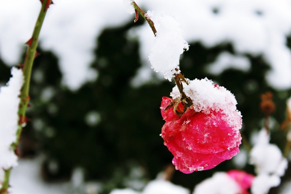 Snow on rose flowers free image download