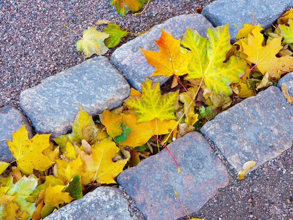 Strikingly beautiful Leave Autumn free image download