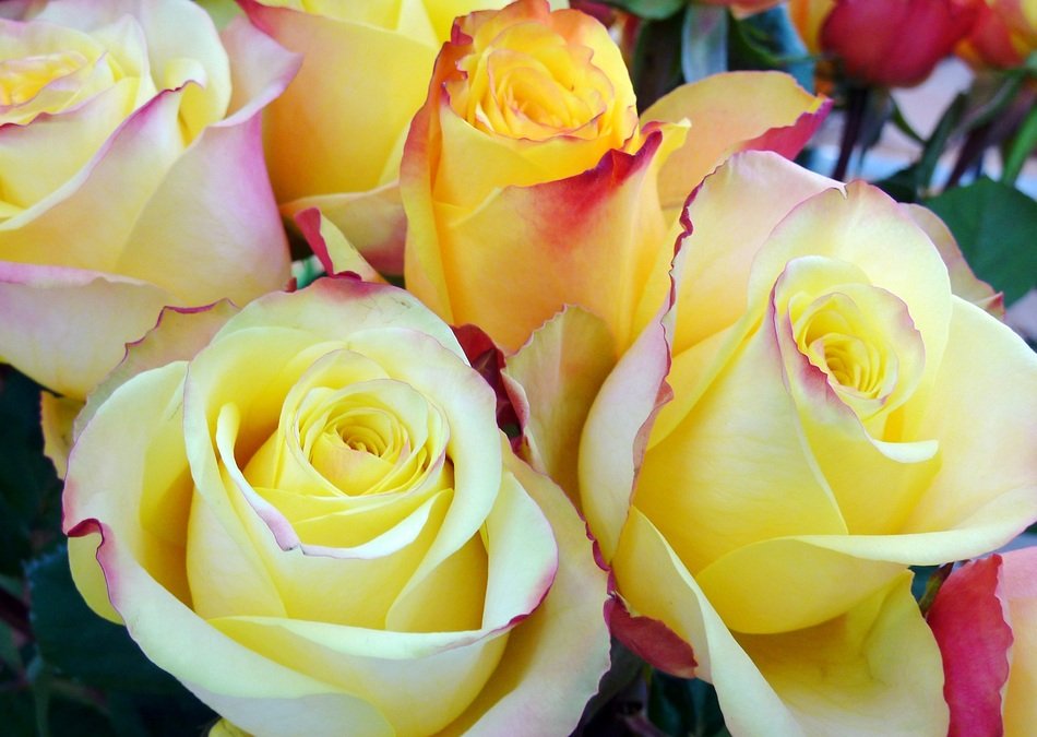Yellow beautiful Roses free image download