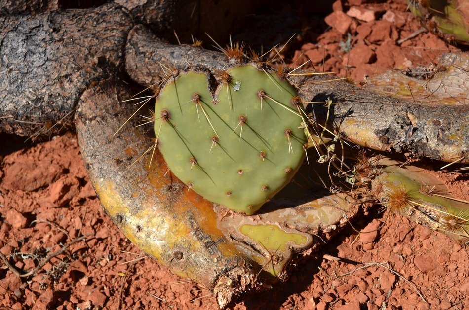 Cactus Heart free image download