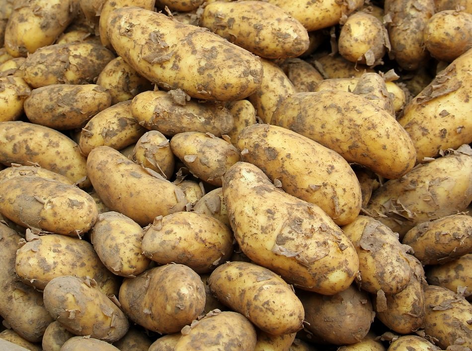 Potato New Crop free image download