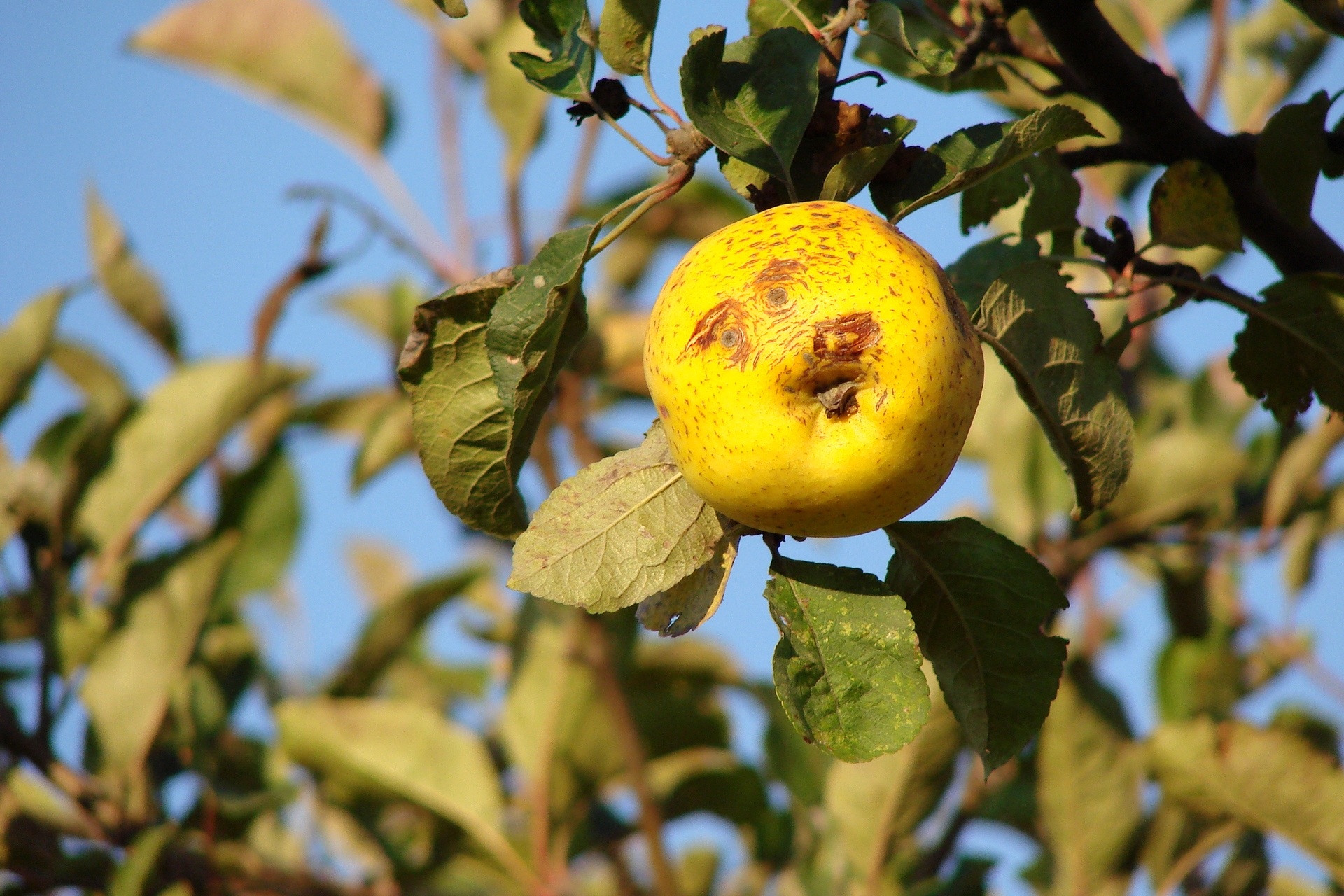 Yellow Apple with spots in face form on tree free image download
