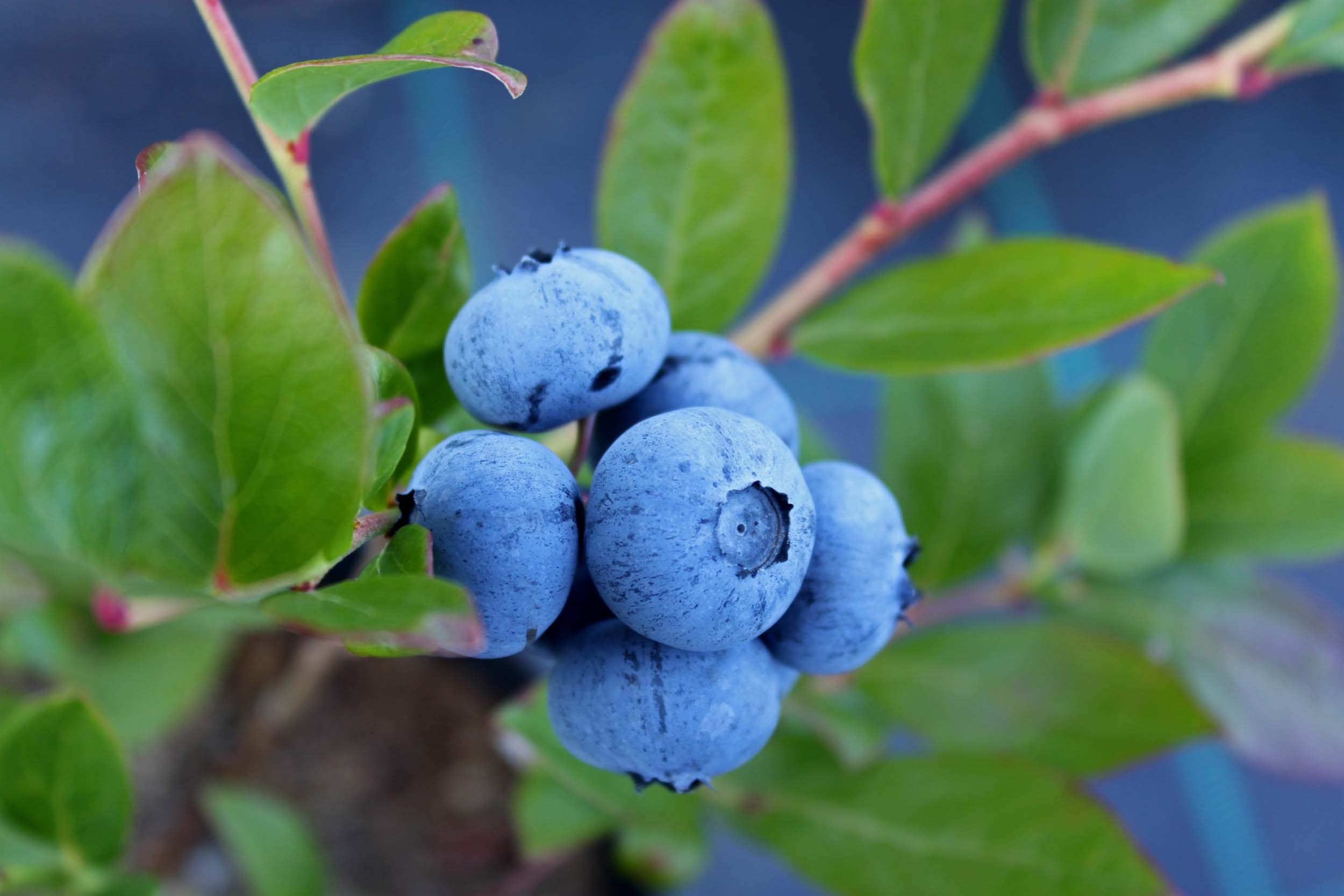 Blueberries on Bush close-up on blurred background free image download