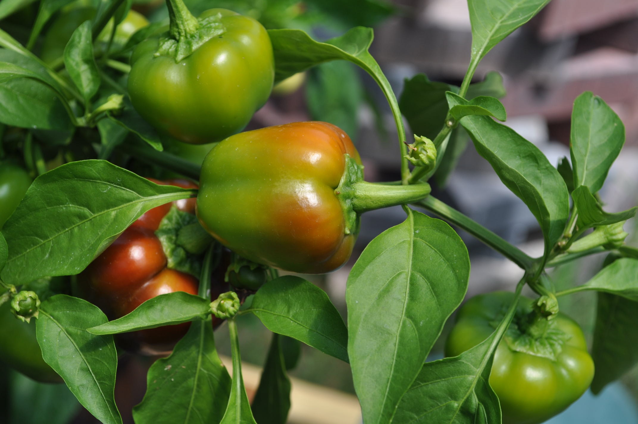 Bell pepper Plant on Garden bed free image download