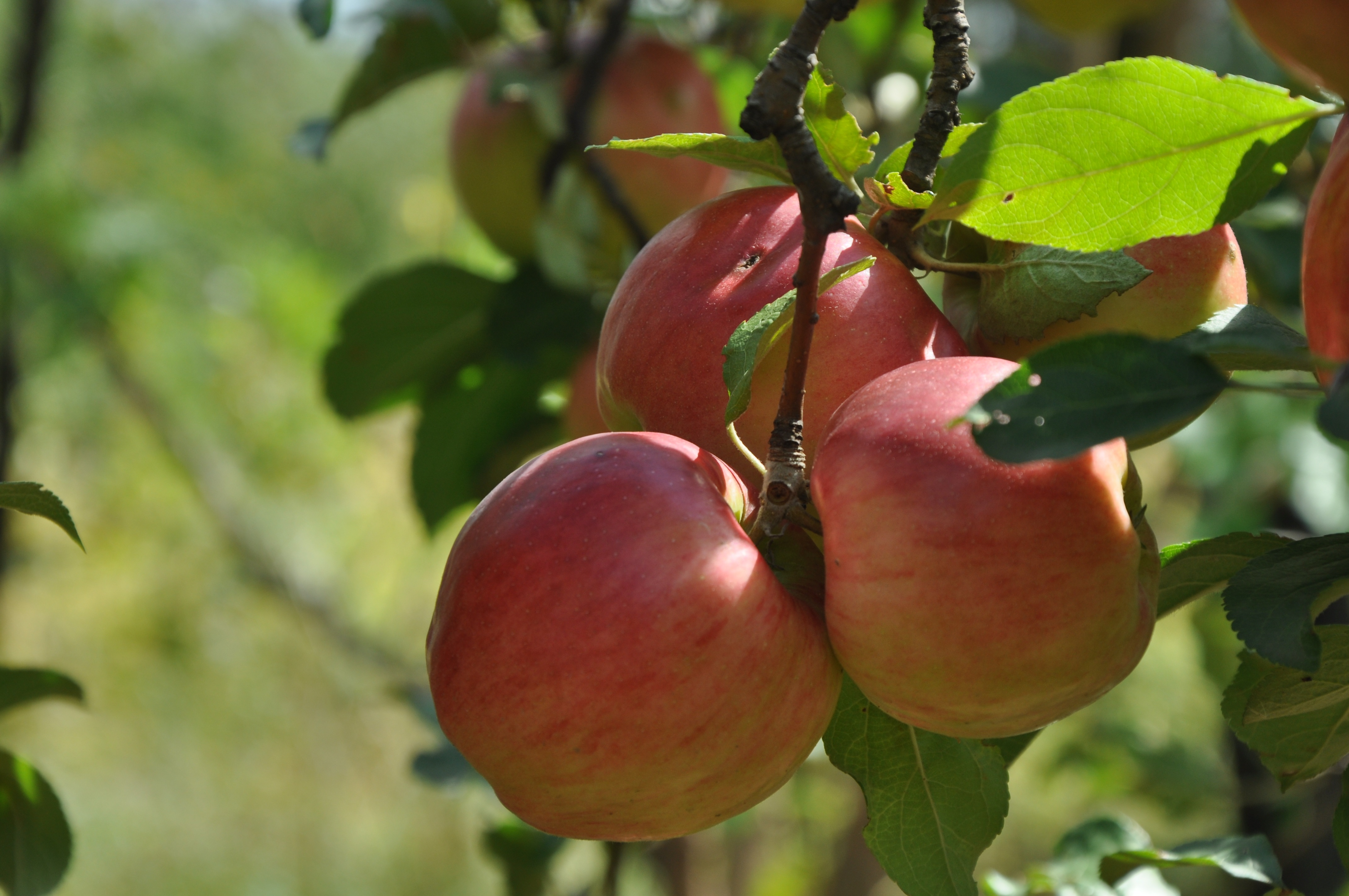 Apple tree in summer free image download