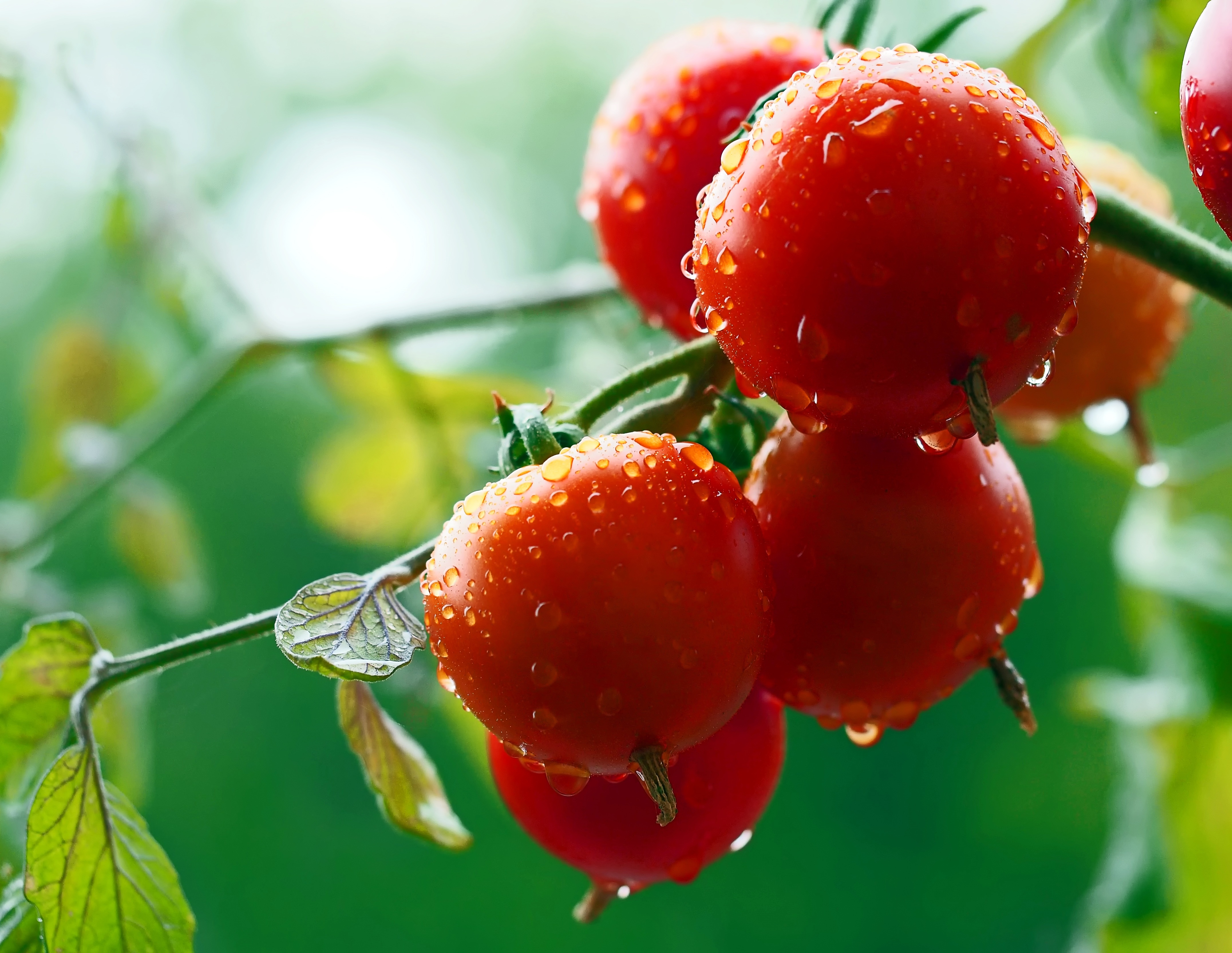 Tomatoes on a branch in water drops free image download
