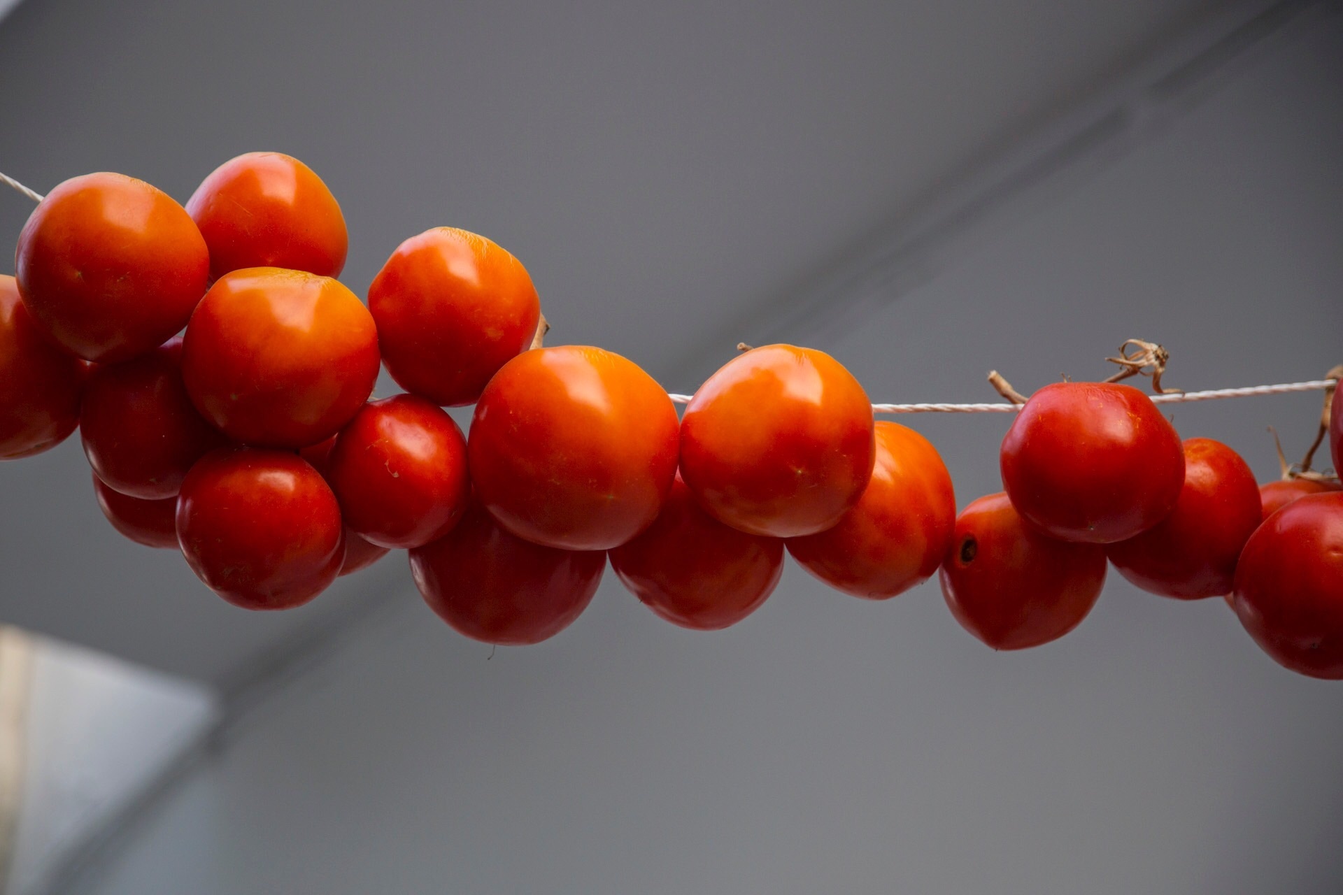 Tomatoes dry on rope free image download