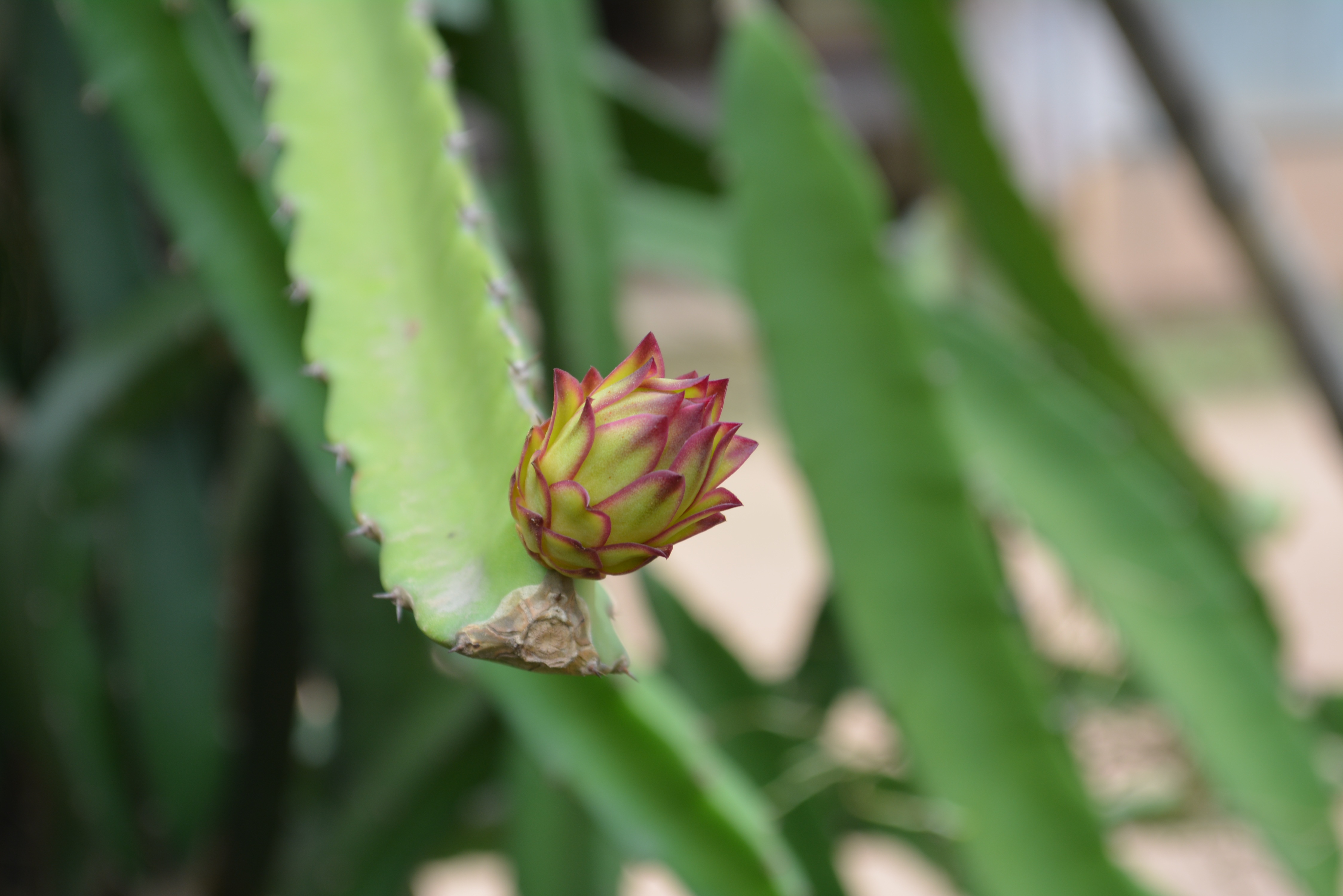 Cacti leaf with flower bud close up free image download