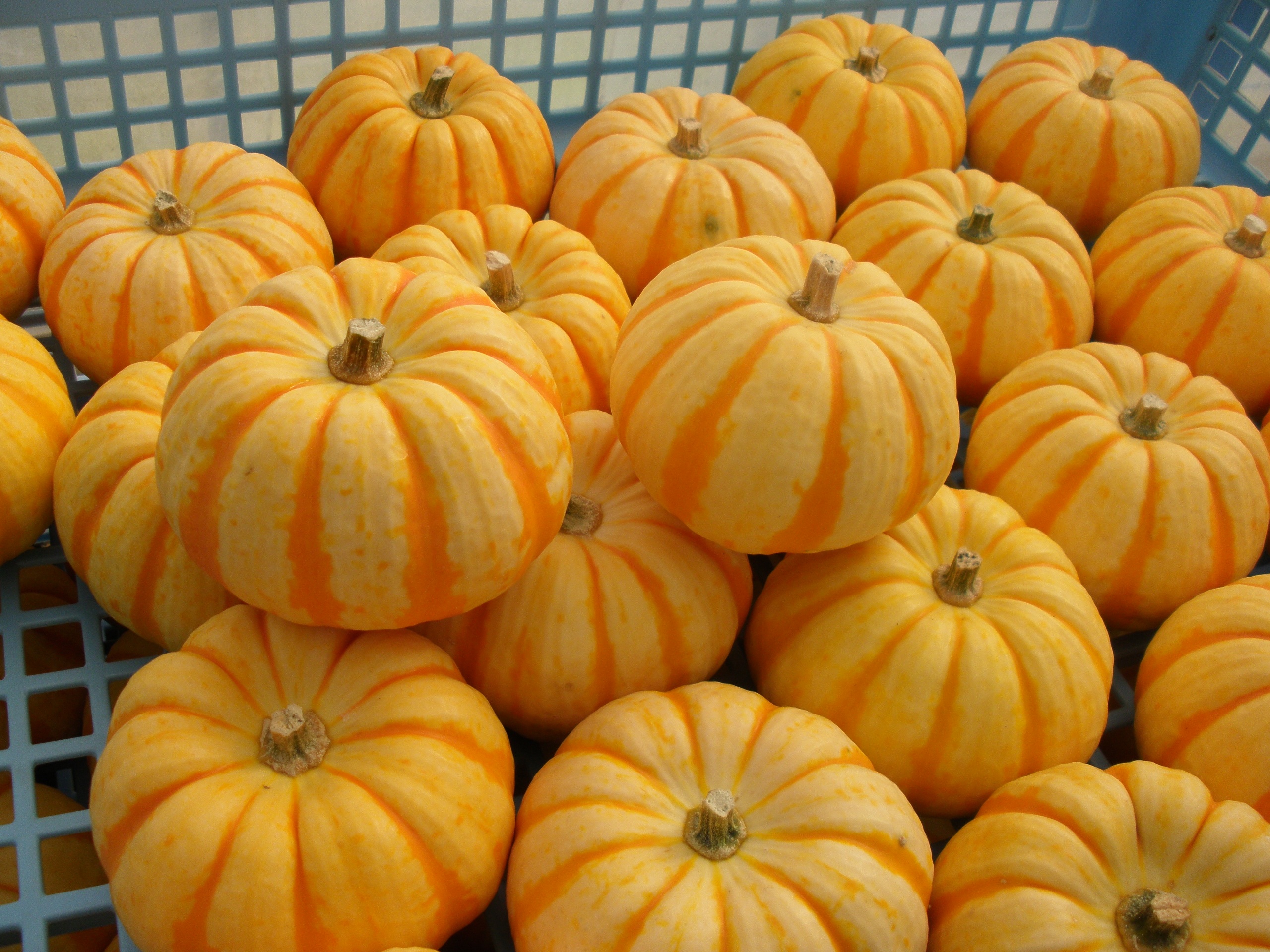 Lot of bright yellow pumpkin free image download