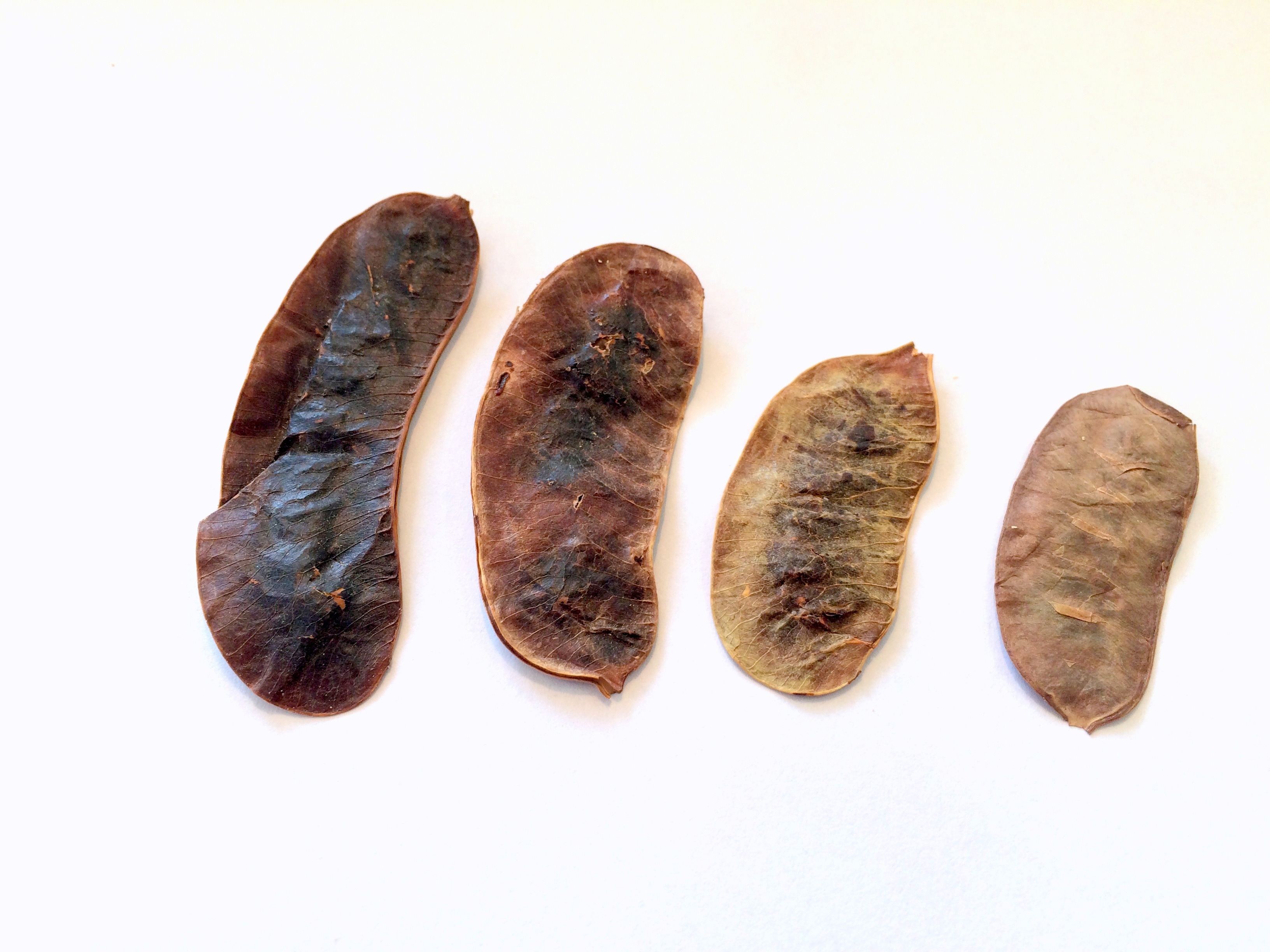 Senna Fruit free image download