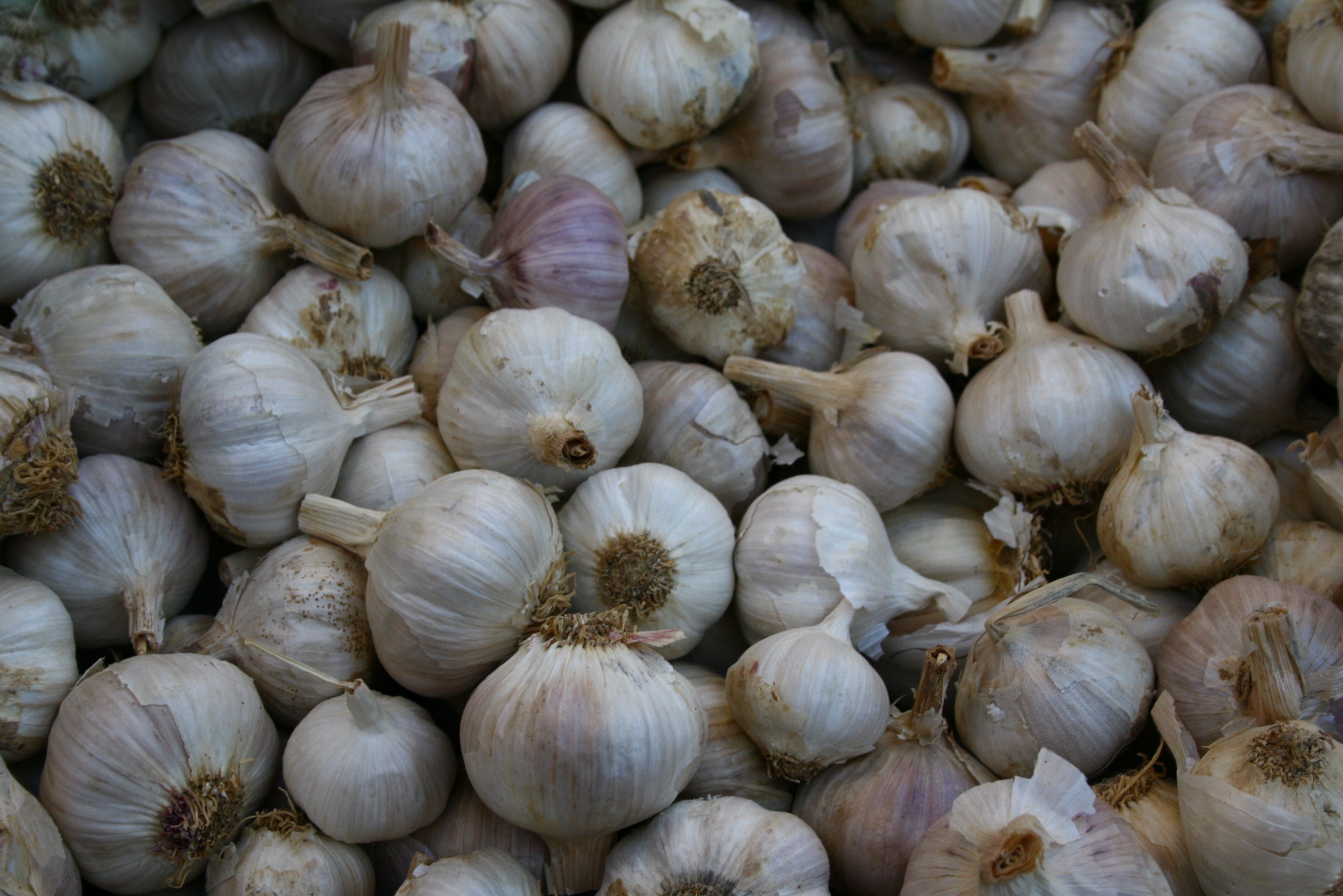 Garlic Market free image download