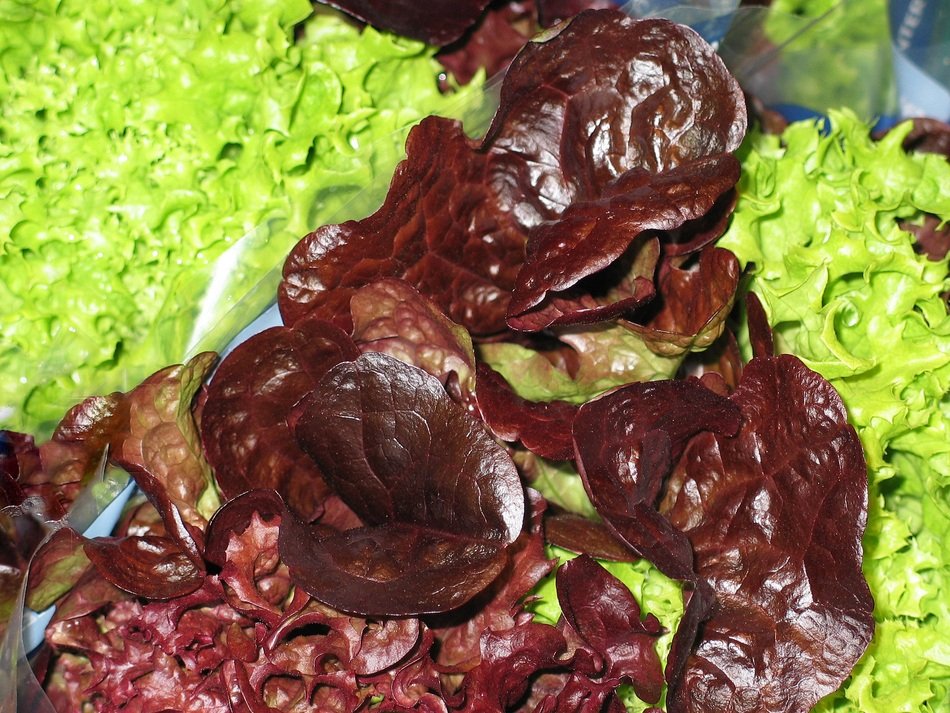 Colorful lettuce on the market free image download