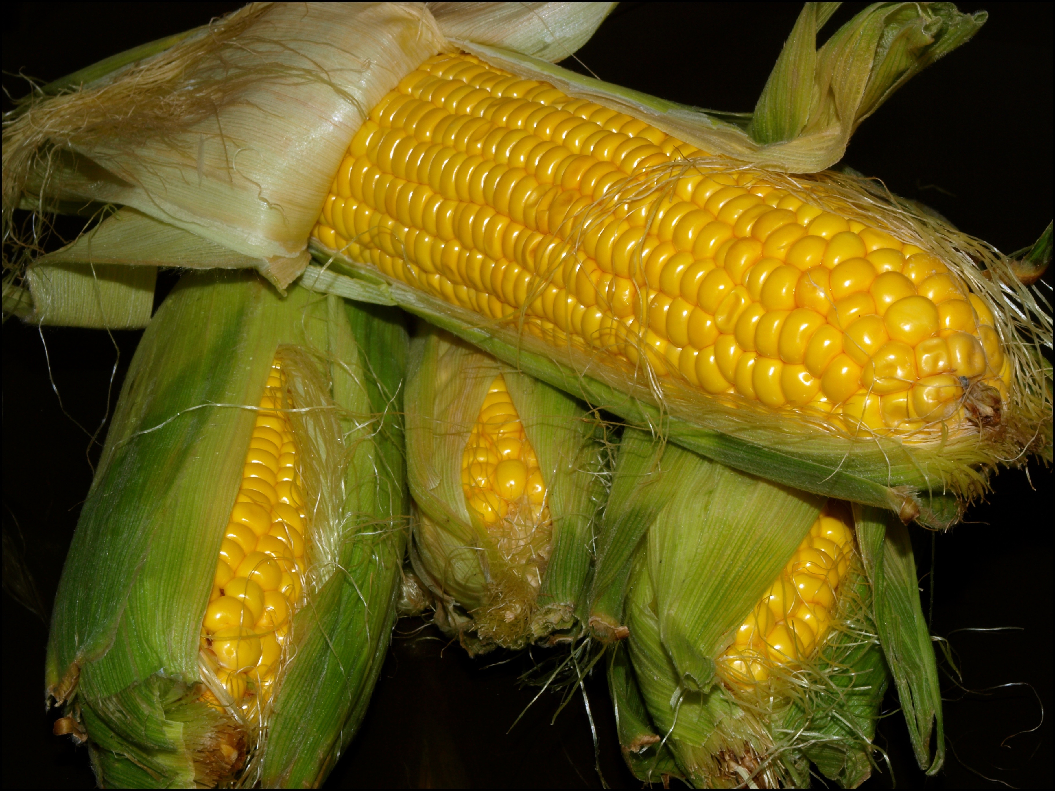 Corn harvest on dark free image download